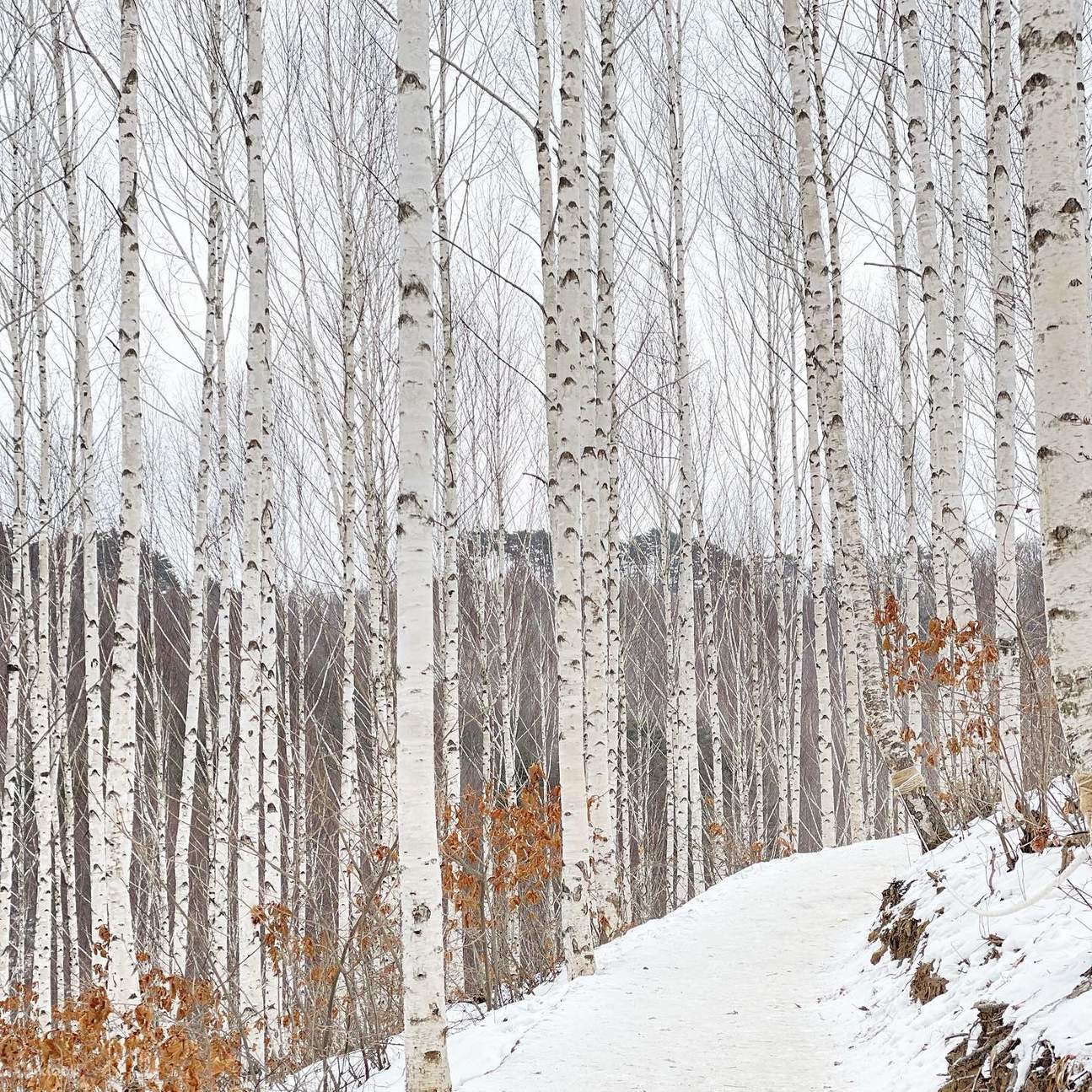 Wondae-ri Birch Forest, In-je Maebawi icewall One-day tour - Klook Malaysia