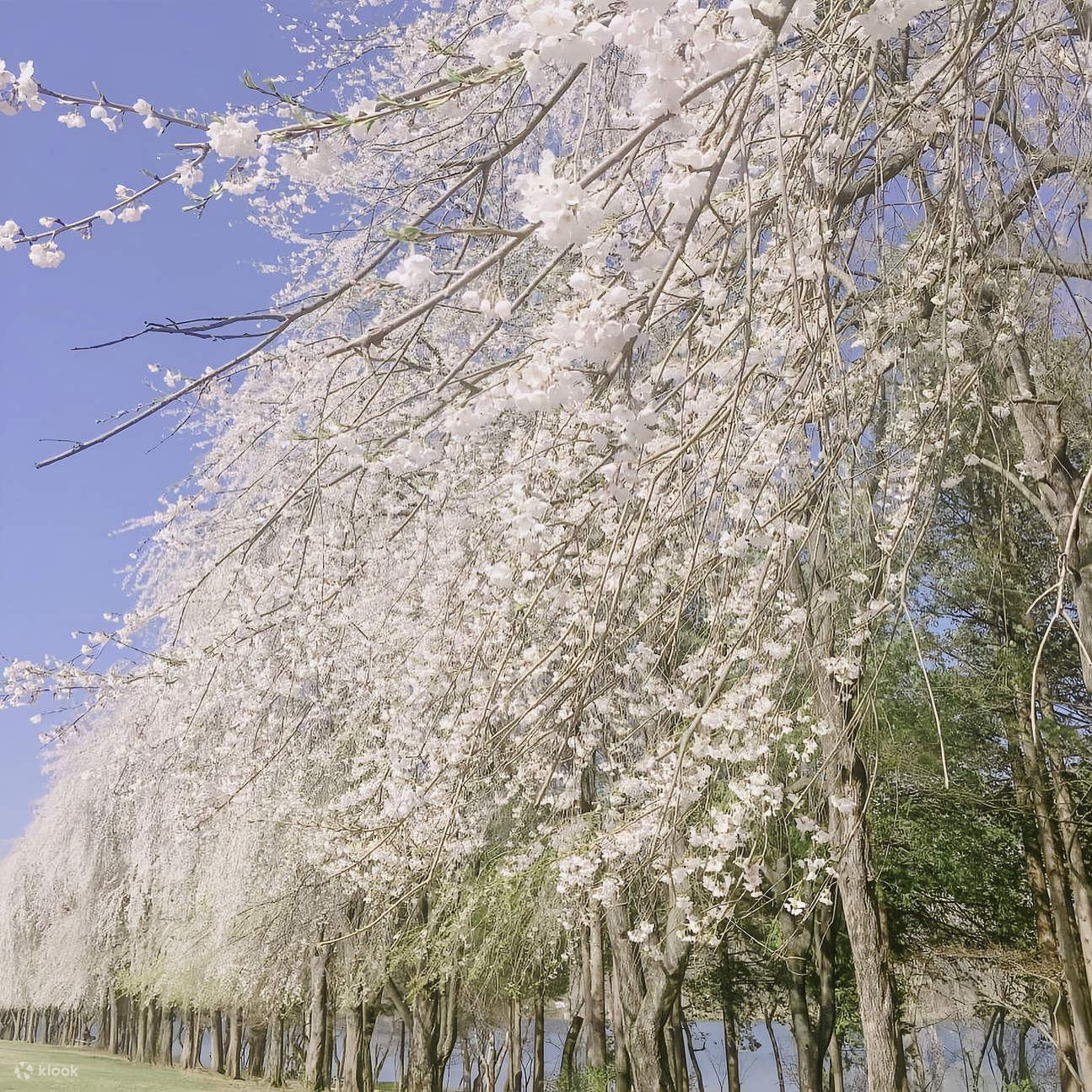 Tur Bunga Sakura Eden & Pulau Nami & Dunia Alpaka & Sepeda Rel - Klook ...