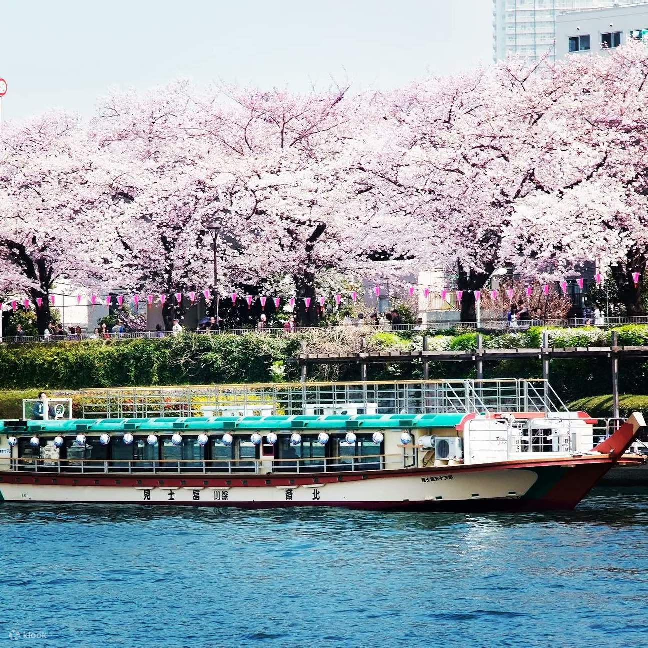 Cherry Blossom Sightseeing River Boat Experience with Lunch/Dinner ...