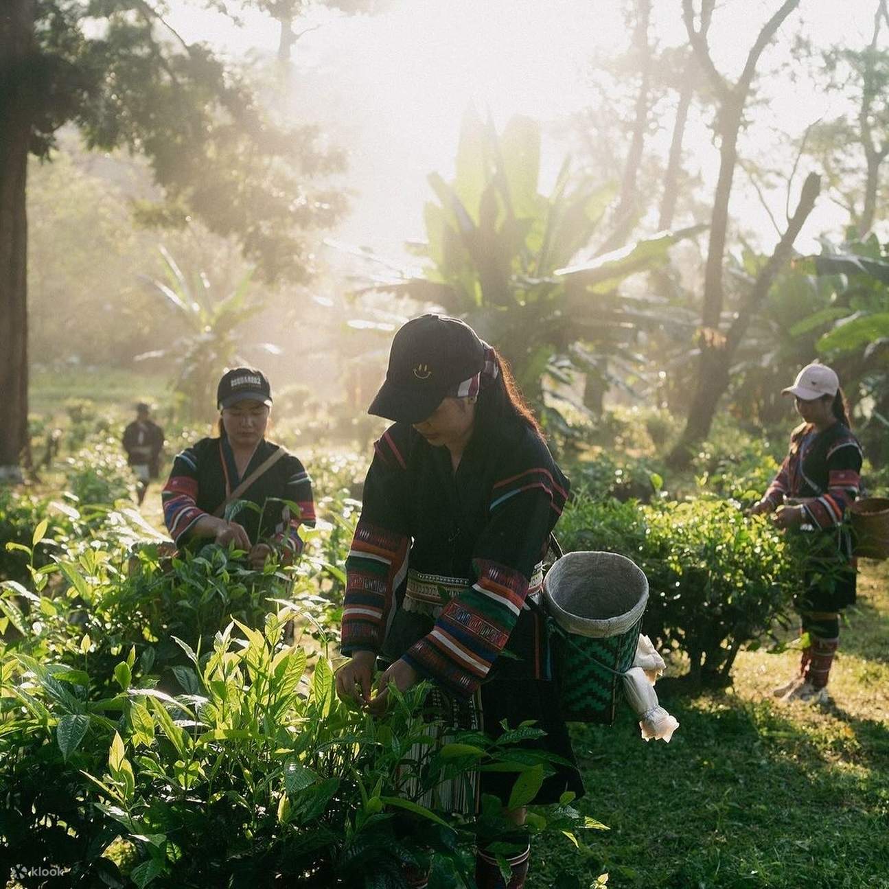 Araksa Tea Experience and Chiang Mai Night Safari Half Day Tour - Klook