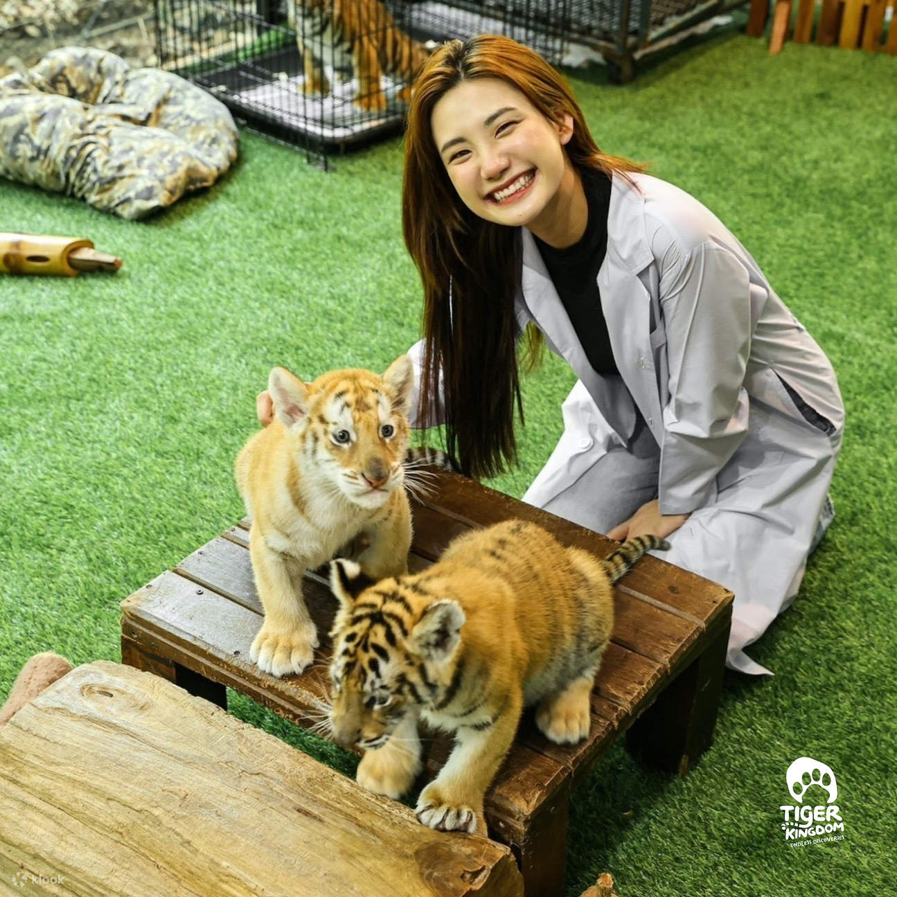 Chiang Mai: Tiger Kingdom with Private Transfer - Klook