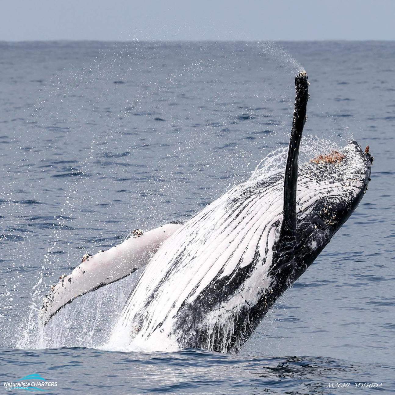 Whale Watching Experience in Dunsborough - Klook United States