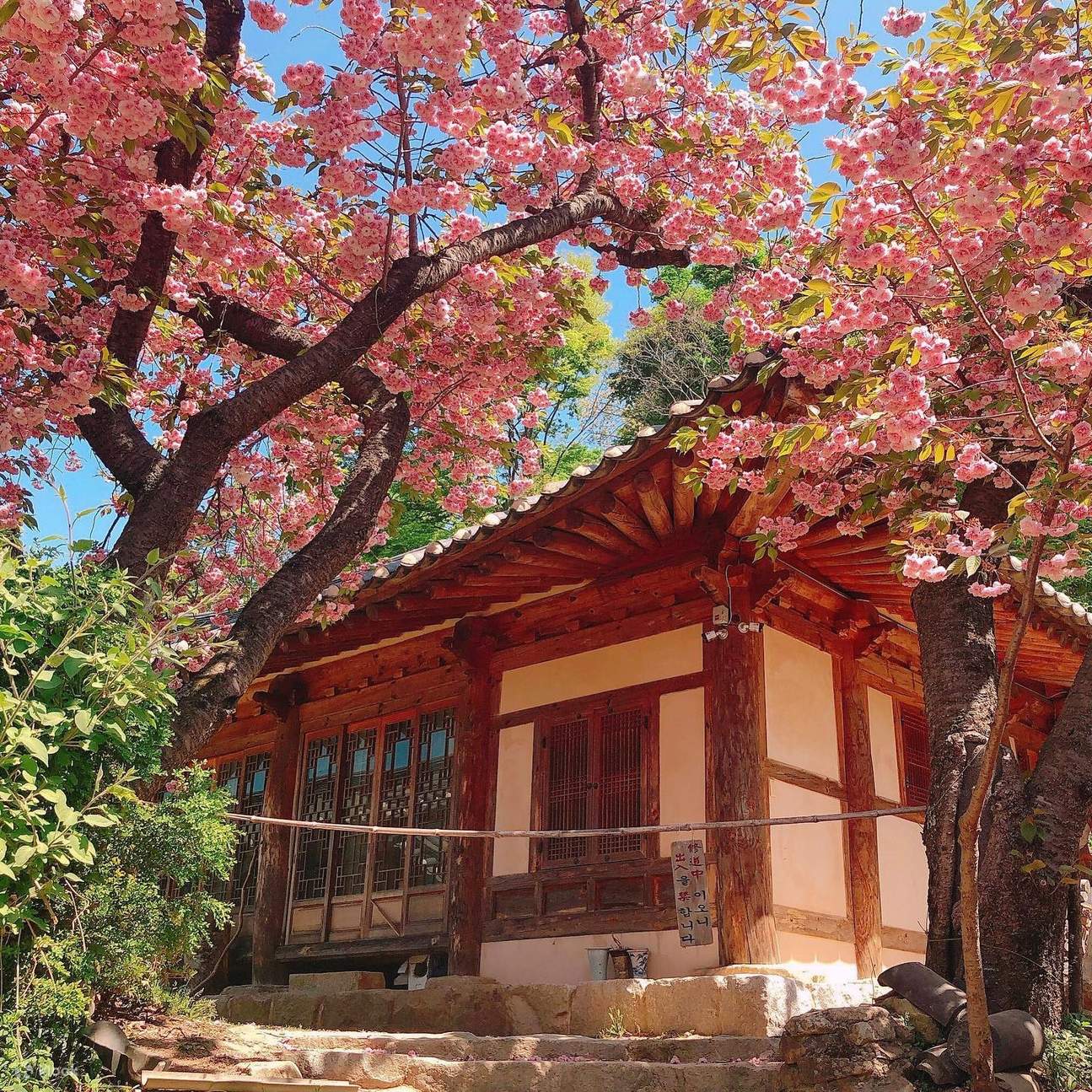 Pink King Cherry Blossom Tour from Seoul - Klook