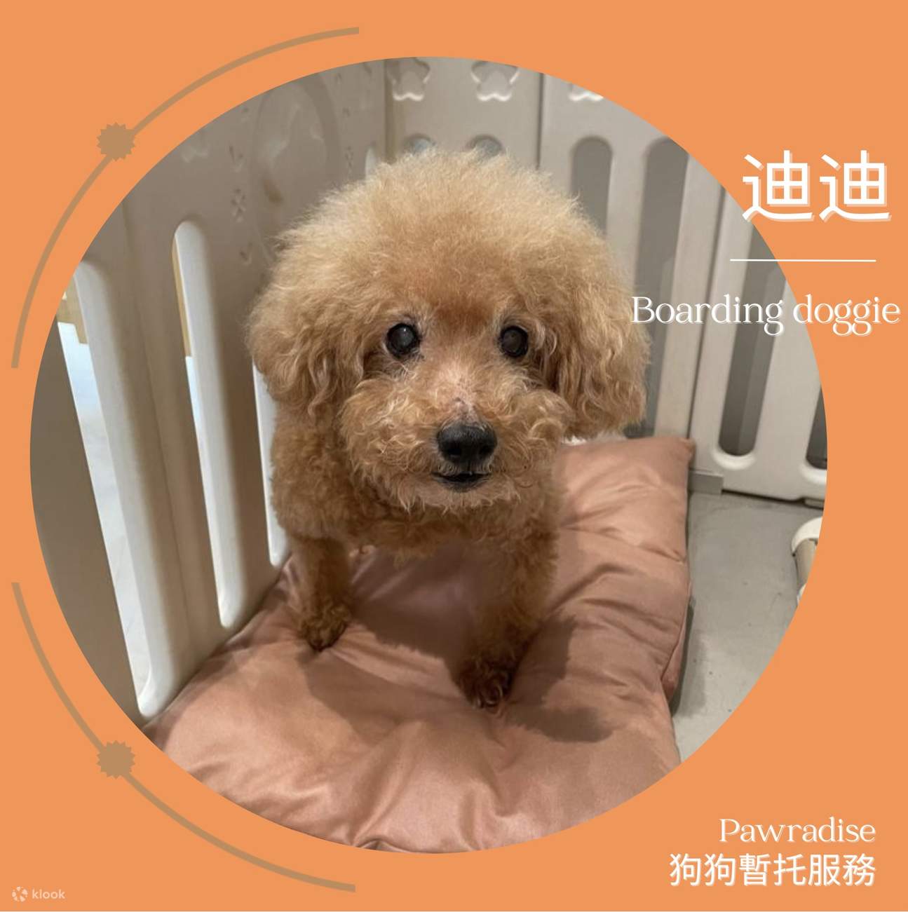 Pawradise Hong Kong Licensed Pet Boarding Service - Klook Singapore