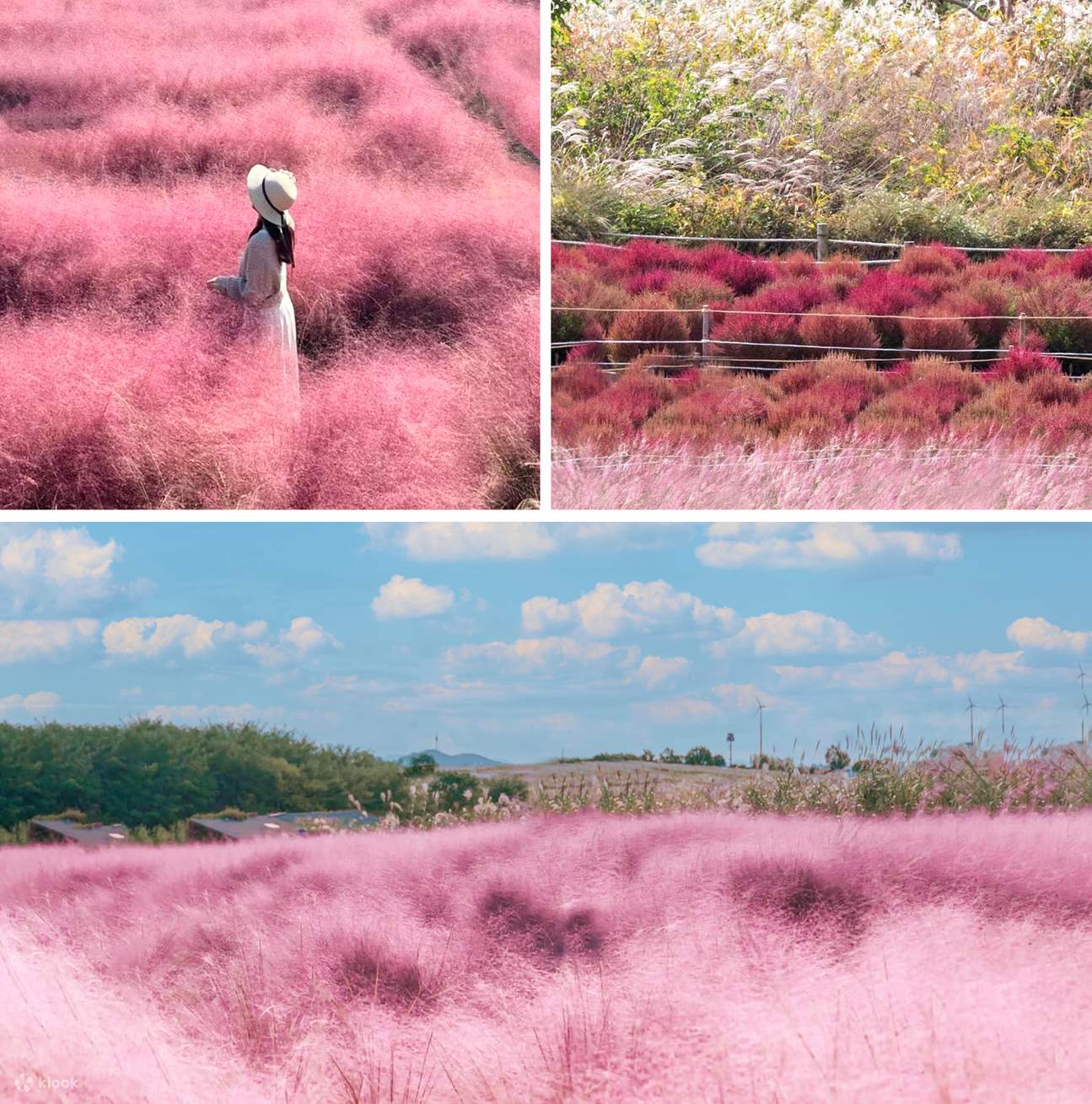 Aegibong DMZ & Suspension Bridge / Eunpyeong Hanok Village Day Tour ...