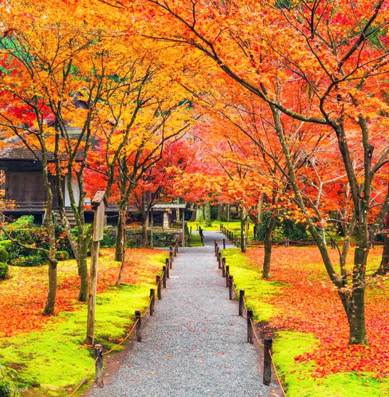 Kyoto Sanzen-in Temple & Arashiyama Train & Sagano Bamboo Forest Trail ...