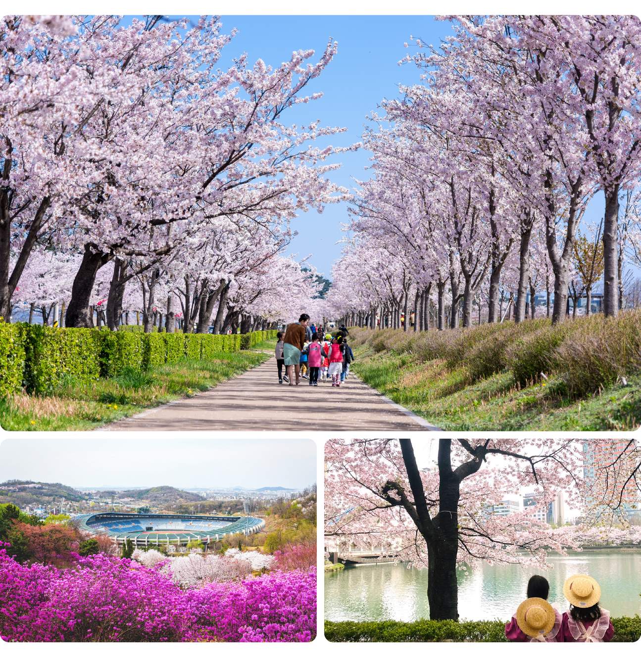 Cherry Blossom Blindbox Day Tour dari Seoul & Busan - Klook Amerika Syarikat