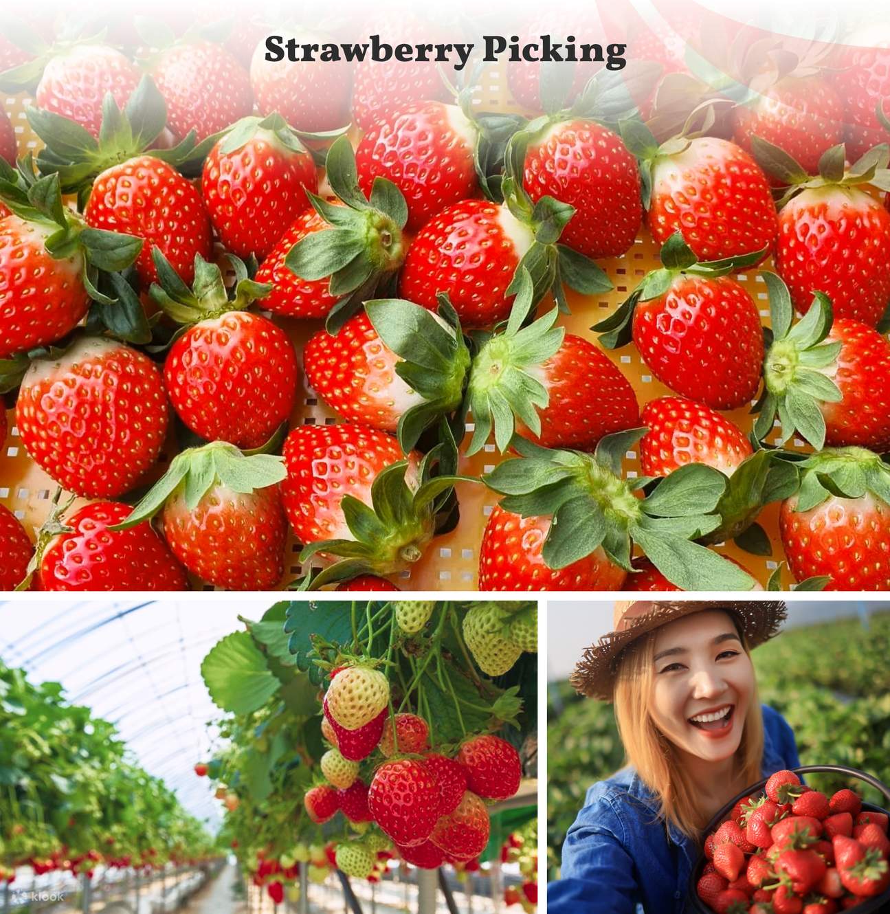 Winter Day Tour: Seorak Frozen Town & Strawberry Picking & Snow Sled ...