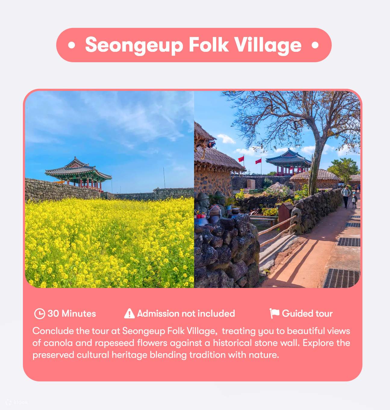 Wisata Sehari Pribadi Bunga Canola & Bunga Sakura Jeju (By Wondertrip ...