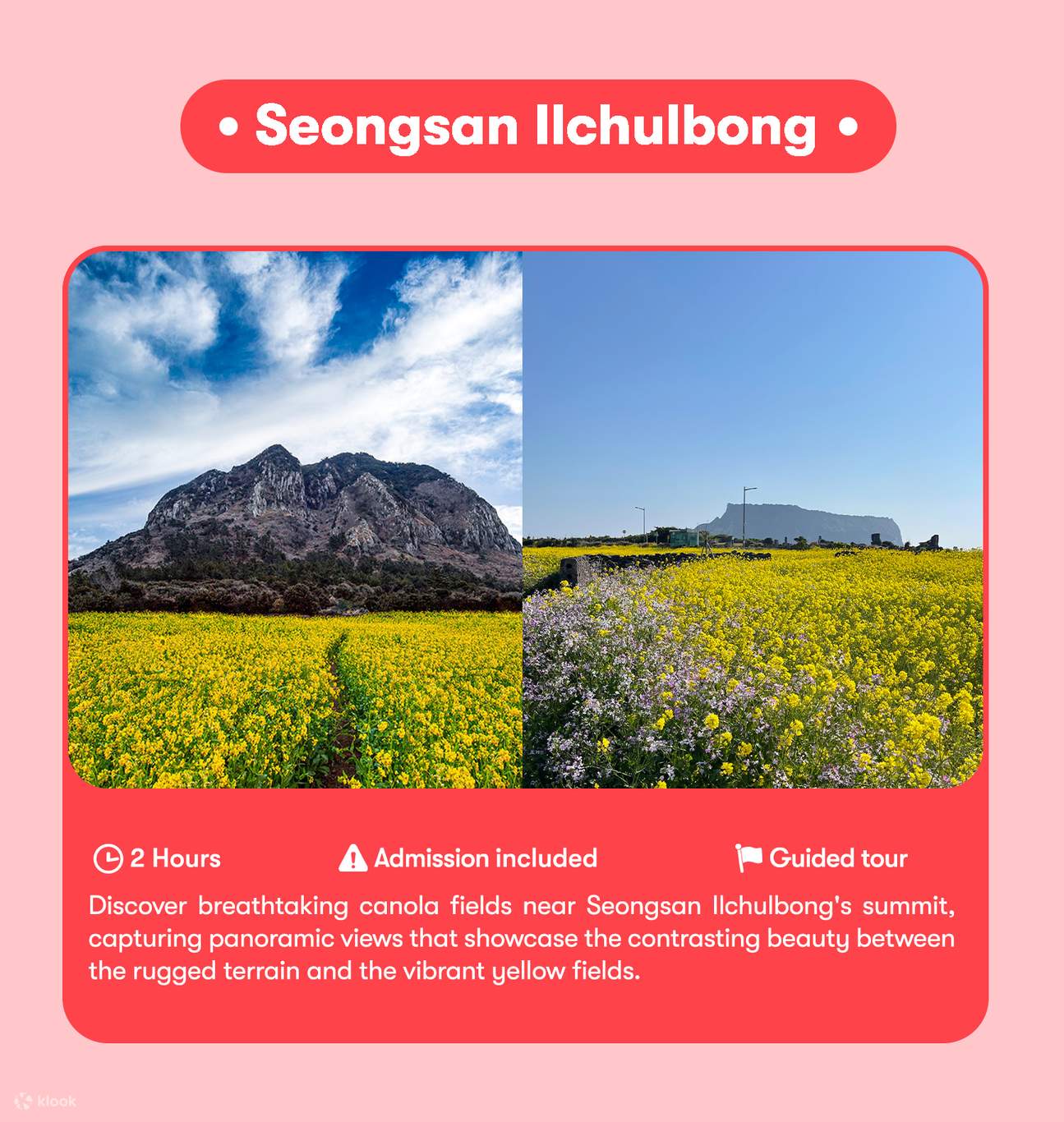 Wisata Sehari Pribadi Bunga Canola & Bunga Sakura Jeju (By Wondertrip ...