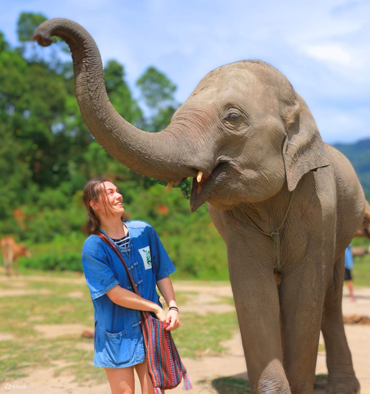 Join In Living Green Elephant Sanctuary in Chiang Mai - Klook United States