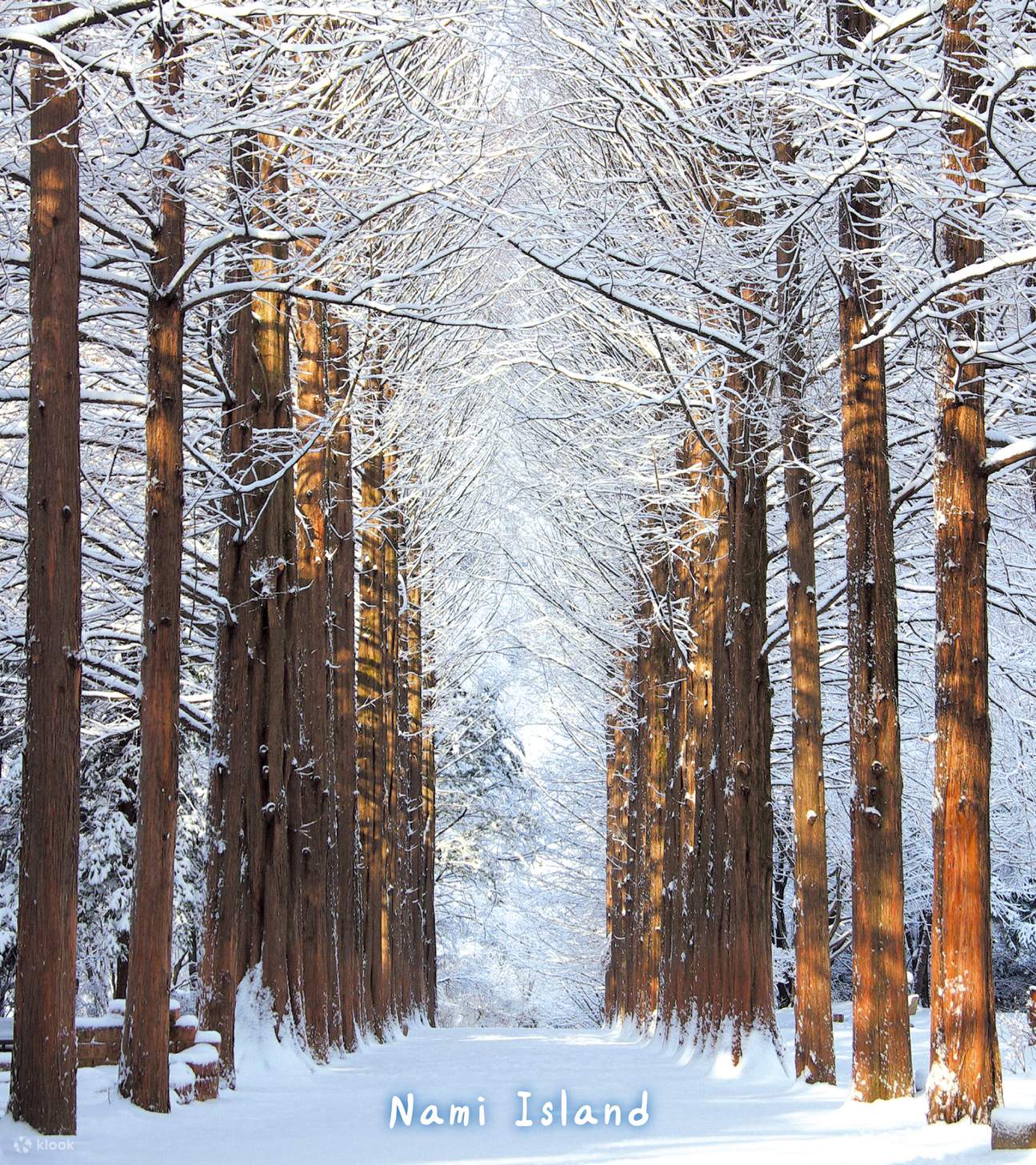 Nami Island and Garden of Morning Calm Lighting Festival Tour - Klook