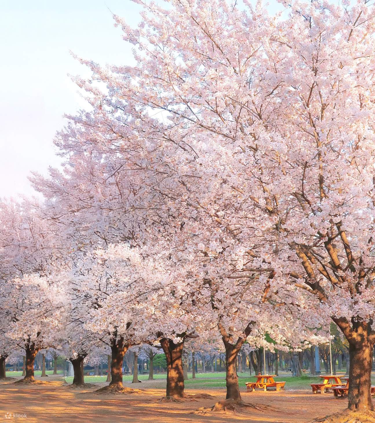 Cherry Blossom Day Tour from Seoul: Nami Island, Rail Bike & Alpaca ...