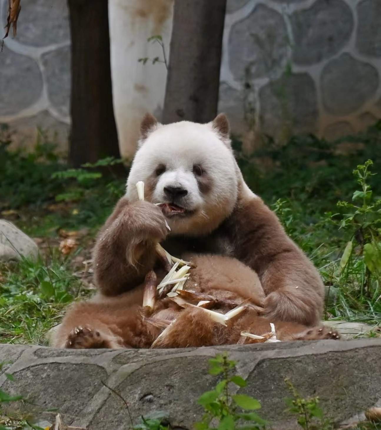 Tur Setengah Hari Panda Raksasa Pribadi Xi'an "Qizai" (Ditemani Sepenuhnya oleh Pemandu Tur ...