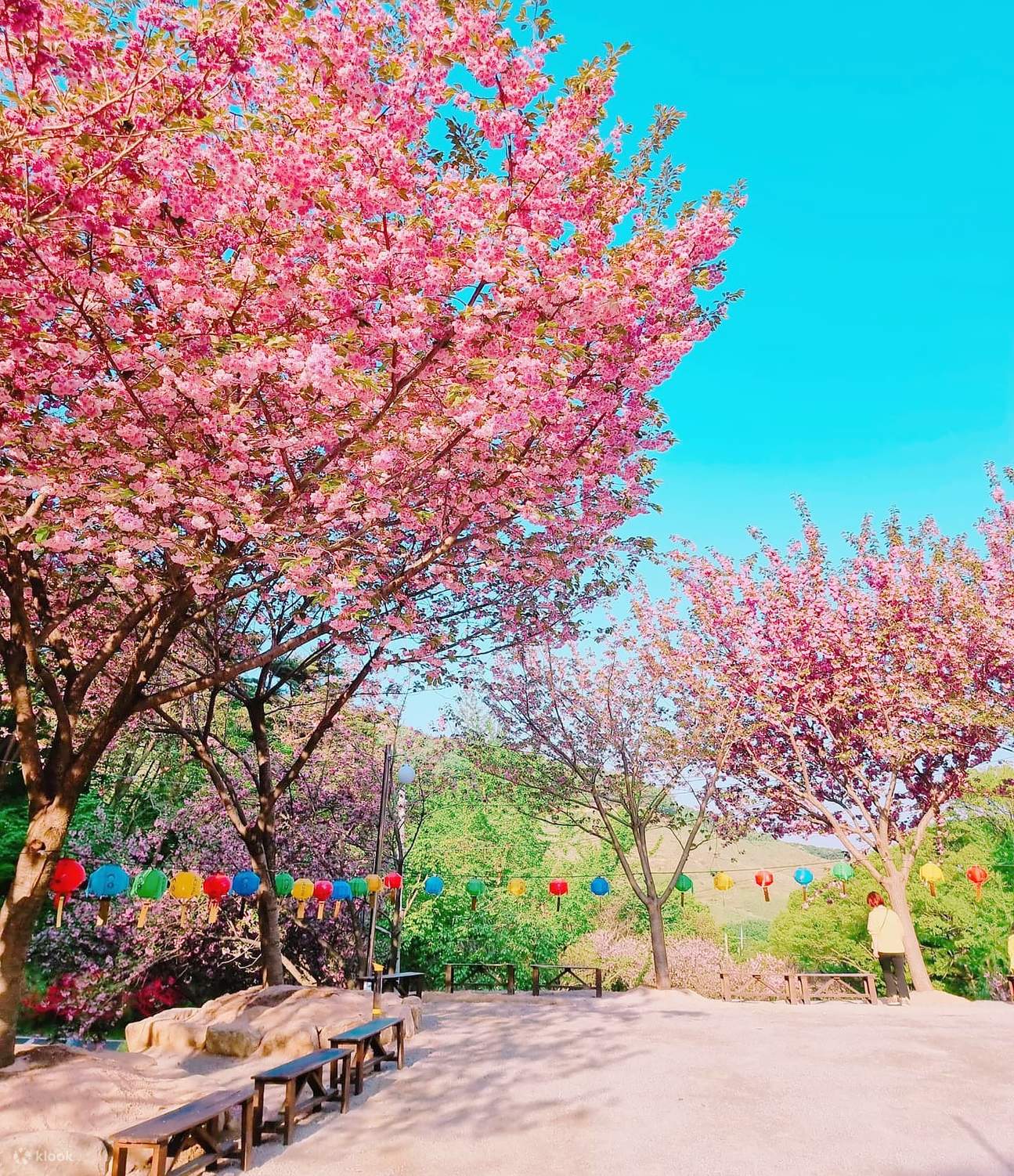 Cherry Blossom One Day Tour from Seoul: Coastal & Temple Spring View ...