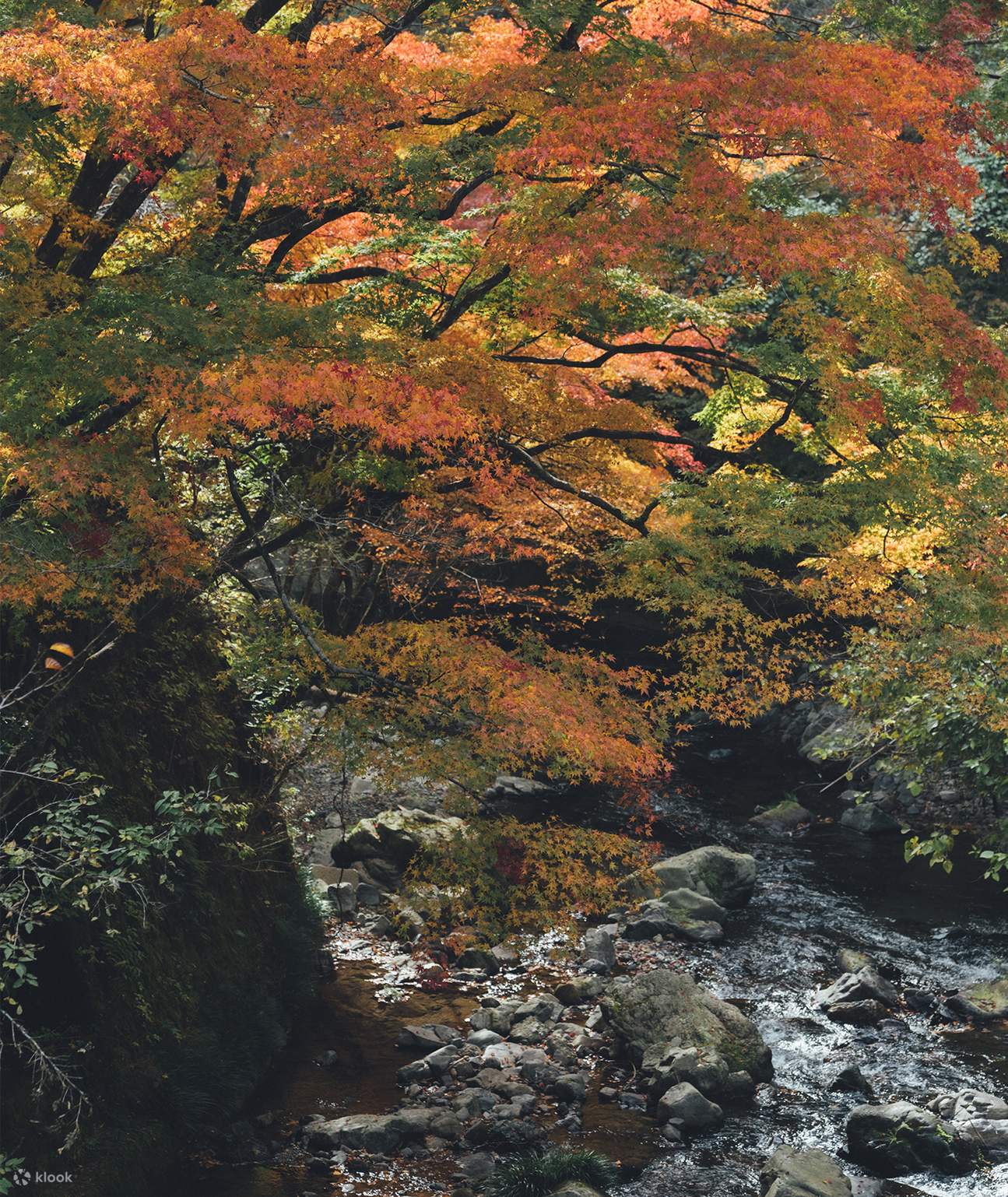 One-day maple viewing tour to Tofukuji Temple & Fusanzanzaka & Kibune ...