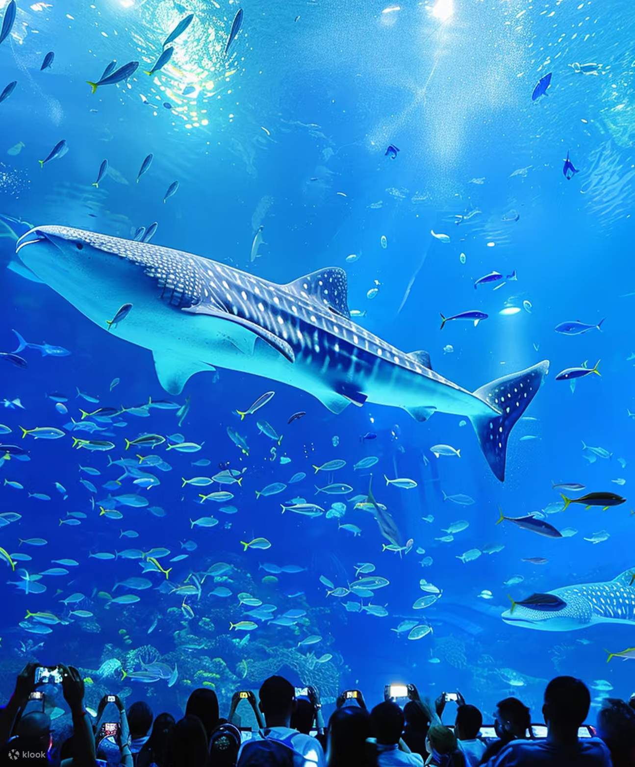 One-day tour in northern Okinawa | One-day tour to Manzamo, Kouri ...