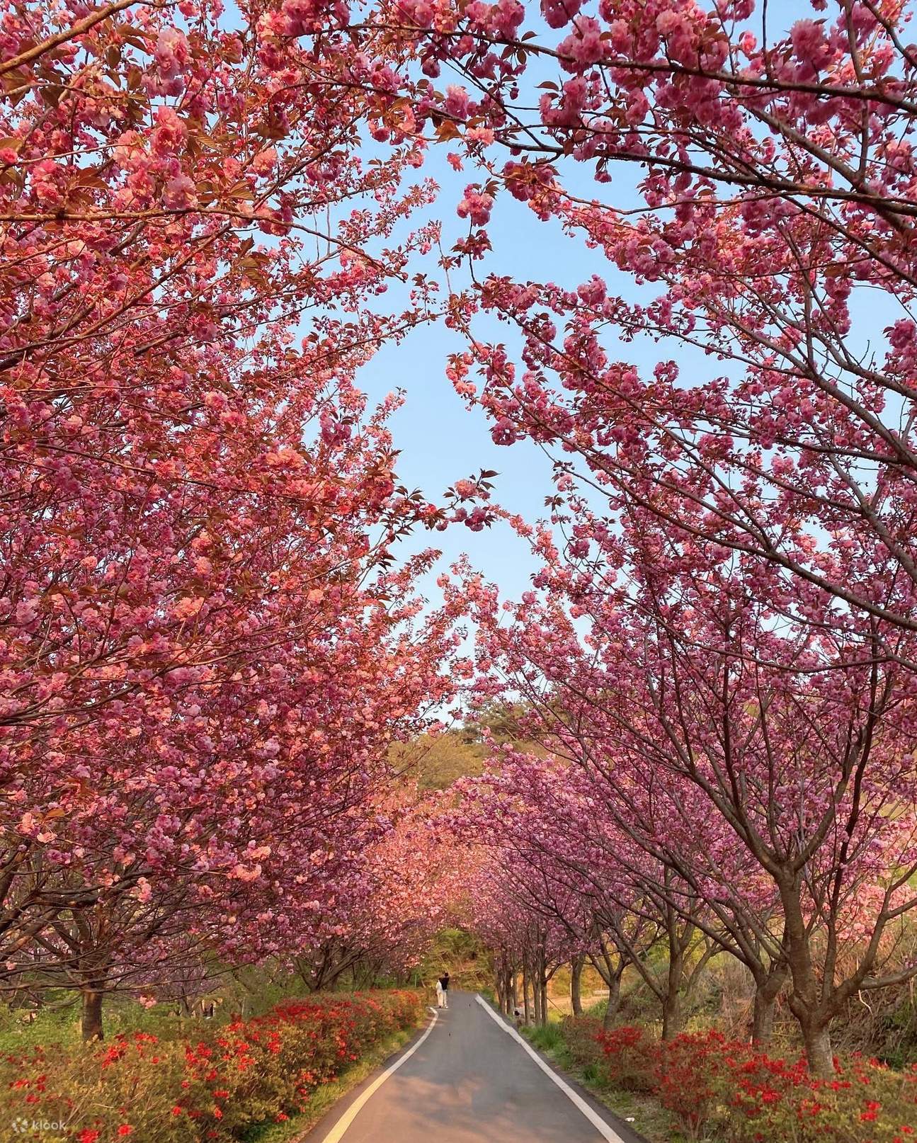 Cherry Blossom Suwon Hwaseong Fortress Tour from Seoul - Klook
