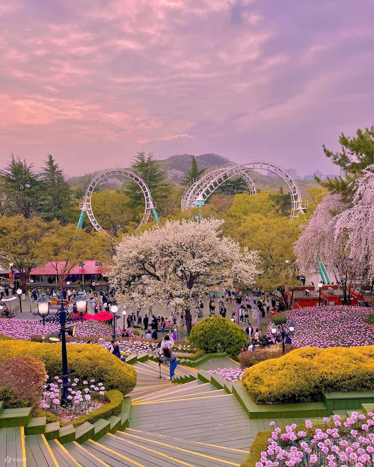 Cherry blossom and Spring flower festival from Daegu - Klook India