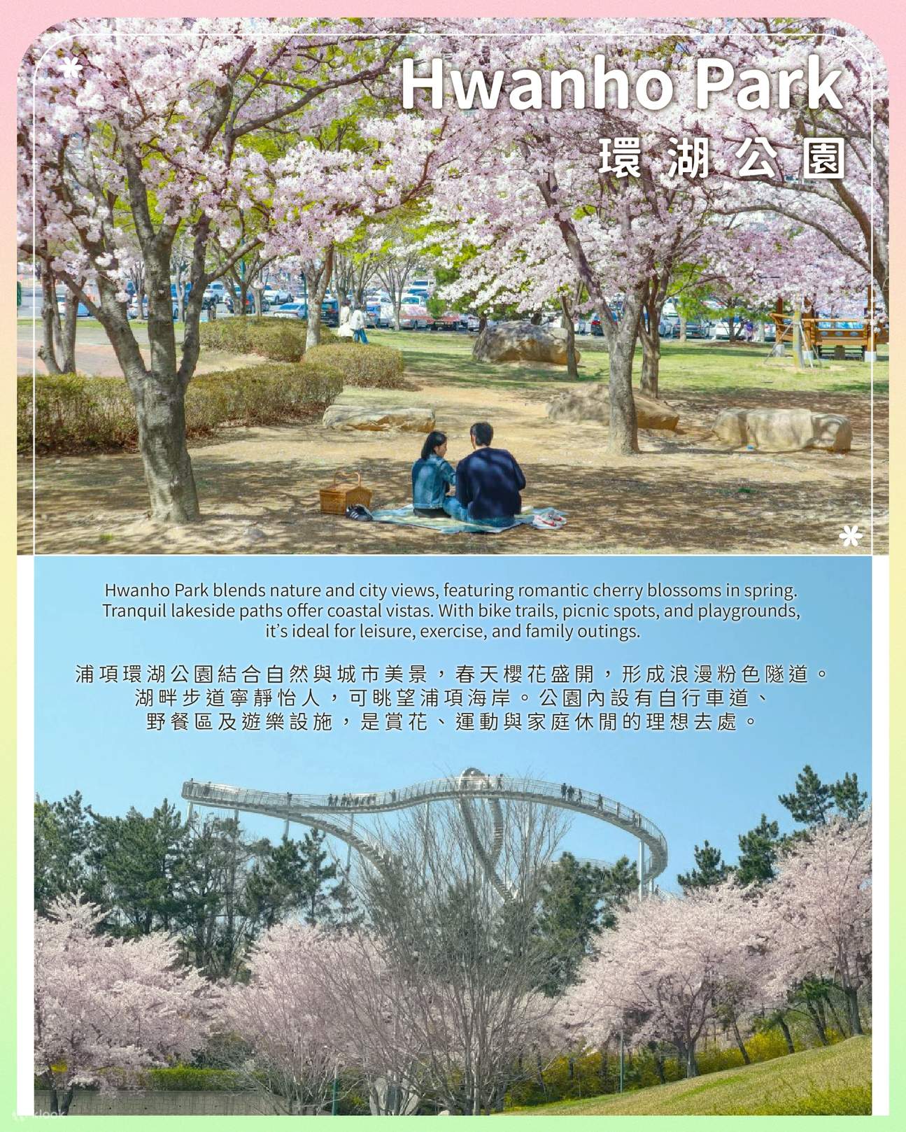 Pohang Space Walk x Cherry Blossom, Guryongpo, Homigot Canola Flower ...