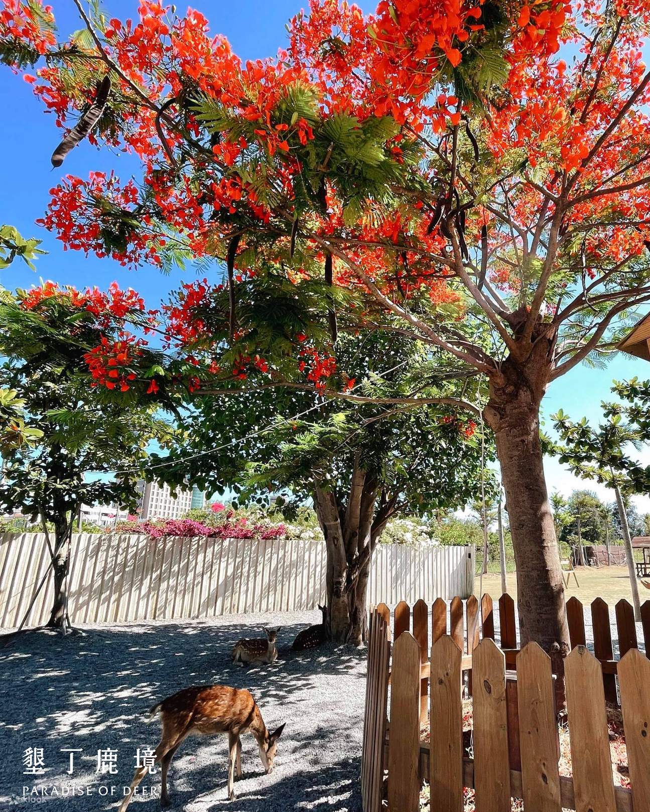 Paradise of Deer Admission Ticket - Kenting, Taiwan - Klook United States