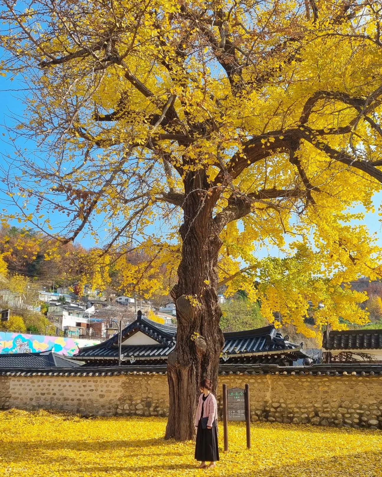Jeonju Hanok Village & Jangtaesan & Daedunsan Tour from Seoul - Klook ...