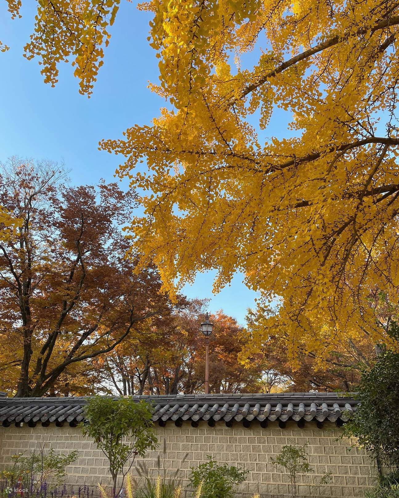 Jeonju Hanok Village & Jangtaesan & Daedunsan Serenity Nature Tour ...