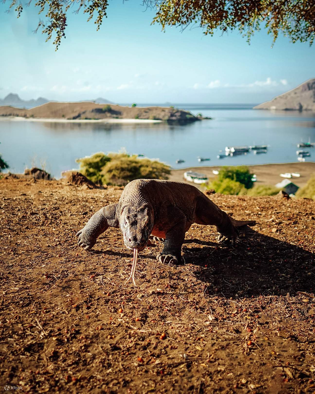 MK Express 從納閩巴焦出發的全日科莫多快艇之旅 - Klook 客路