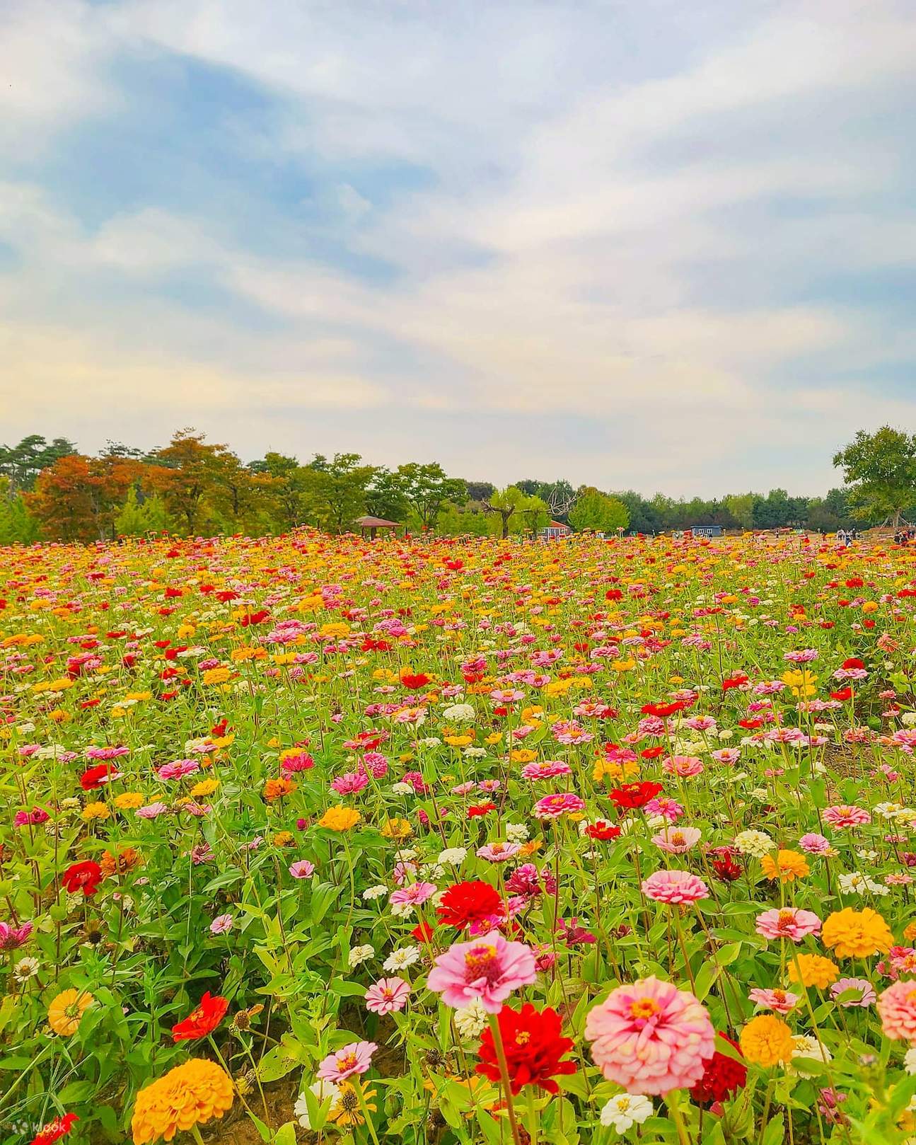 Incheon Sunset in Outdoor Hot Springs & Bomun Temple & Dream Park - Klook