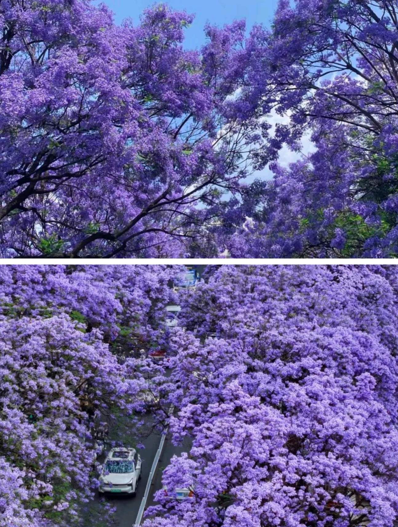 5 araw sa Yunnan Dali Lijiang Shangri-La (Erhai Shuanglang, Lijiang ...