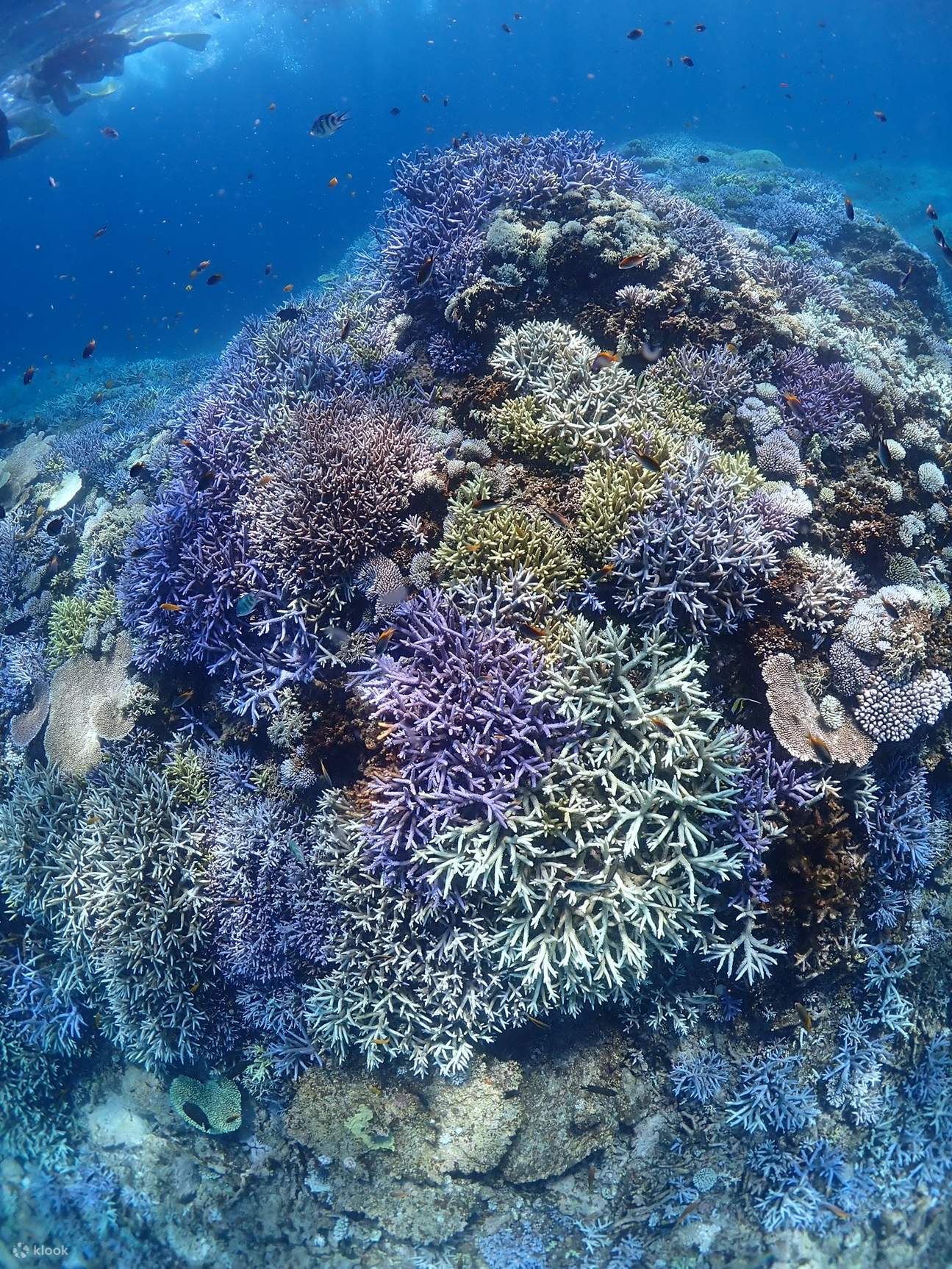 야비지 미야코지마 海上活動 - Klook 客路