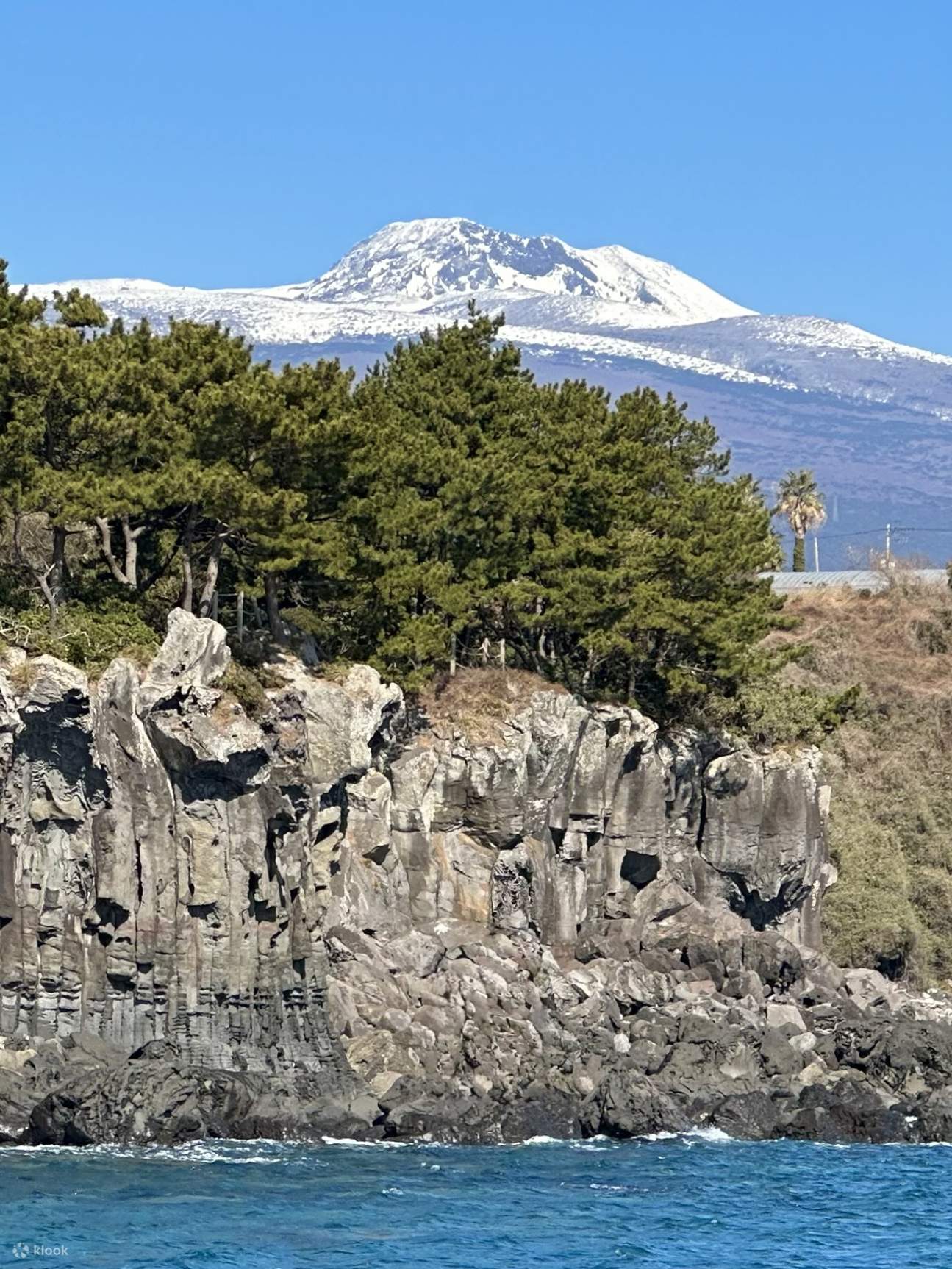 Jeju Cherry Blossom Fantasia Small Group Day Tour - Klook