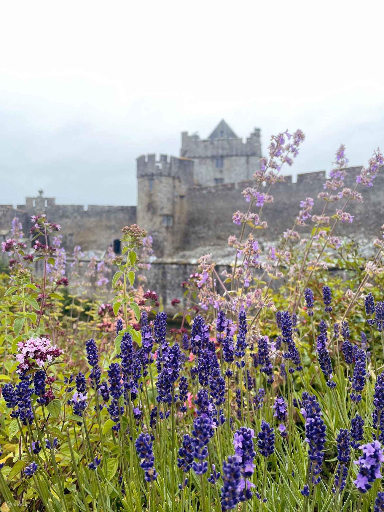 Blarney Castle and Cork Day Tour from Dublin - Klook India