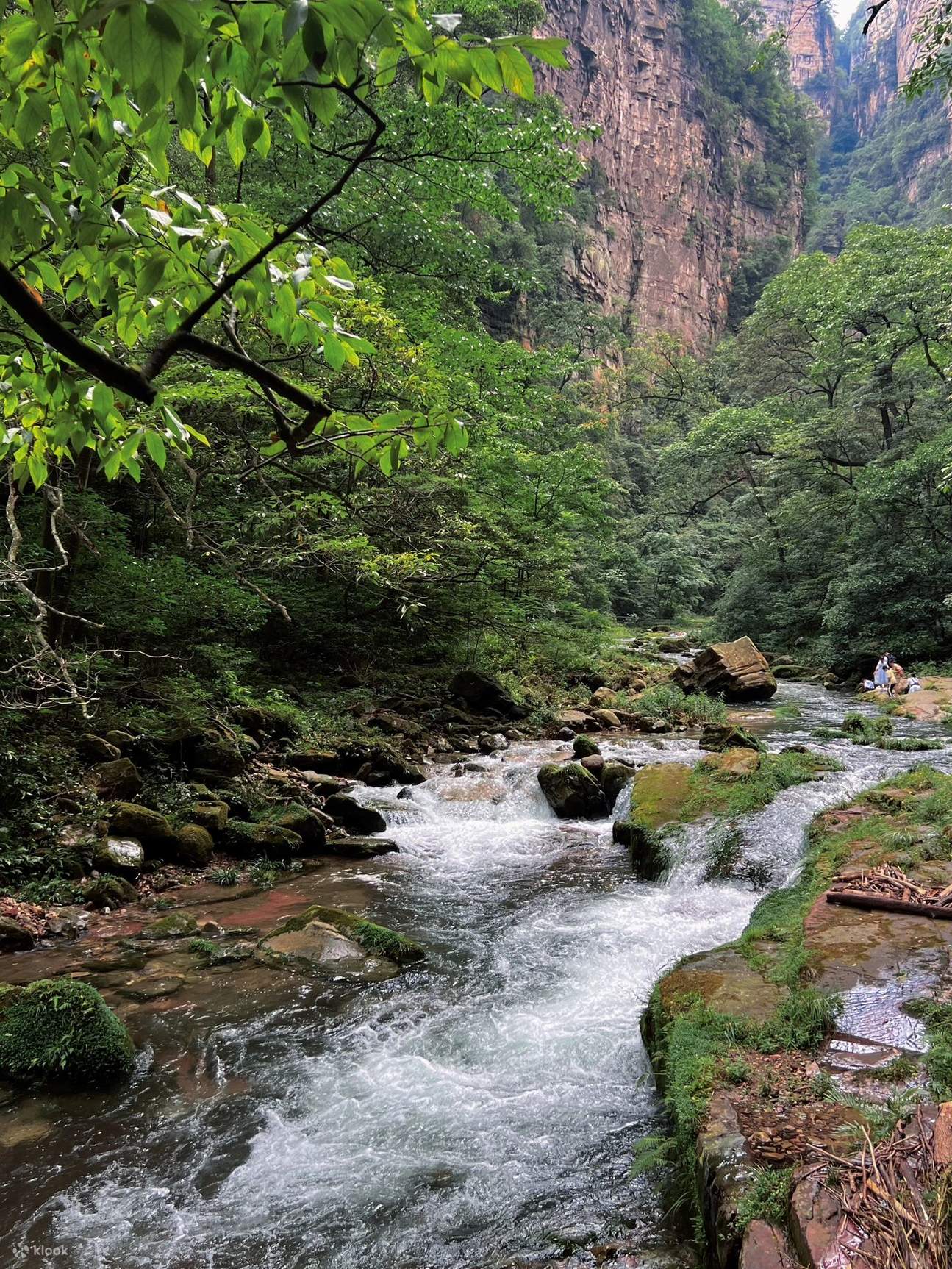 Zhangjiajie National Forest Park Ticket + Three Cable Cars and One ...