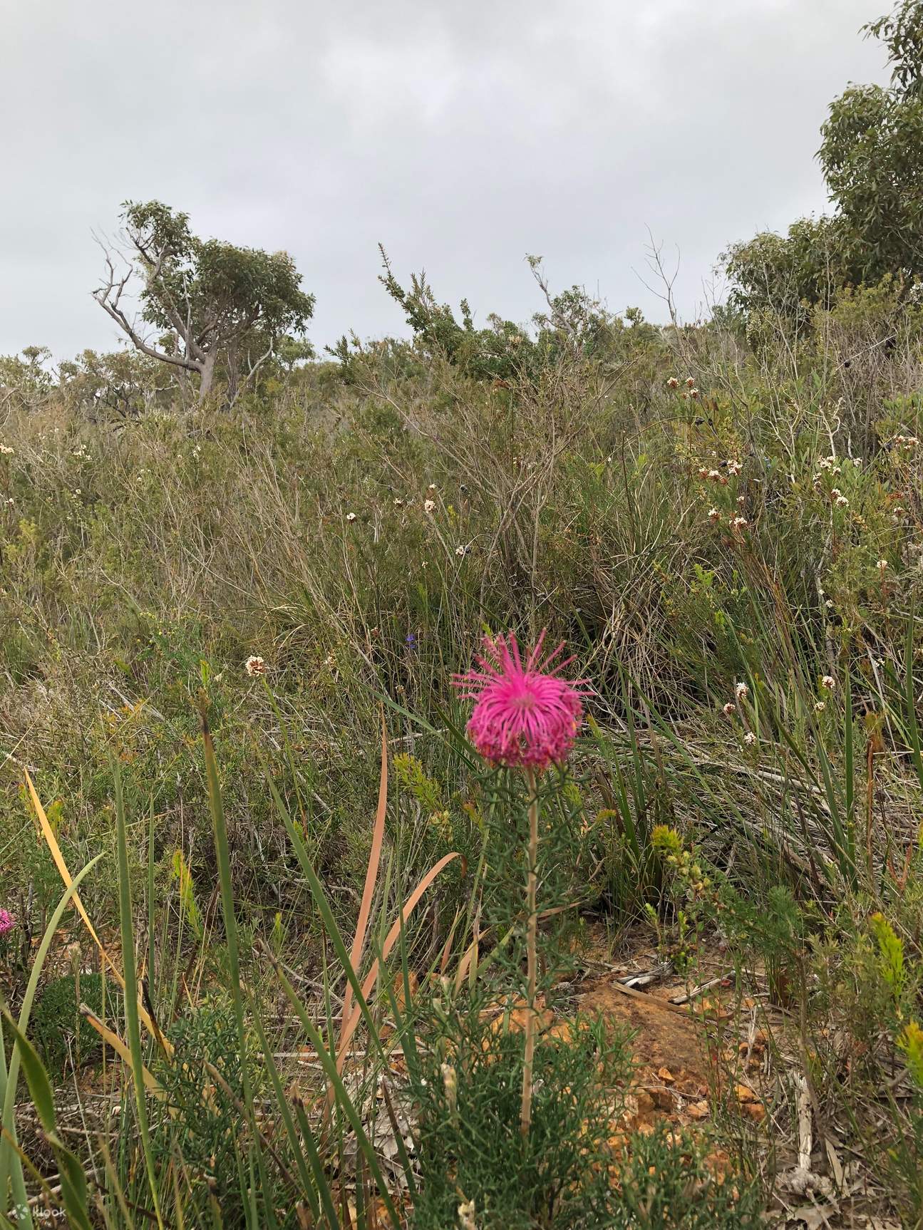 Pinnacles Sunset Stargazing Tour from Perth - Klook