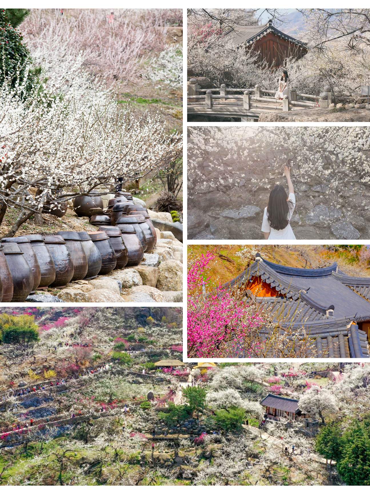 Gwangyang Maehwa and Gurye Sansuyu Festival Day Tour from Seoul - Klook