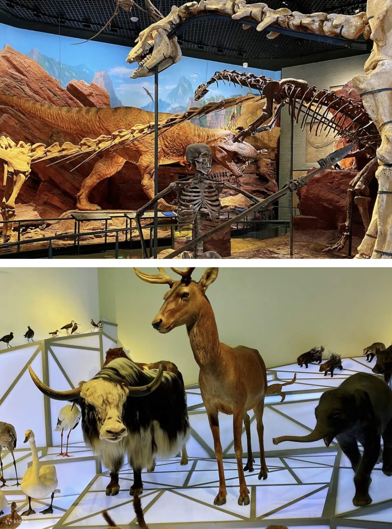 Southeast Yunnan Fuxian Lake Jianshui Puzhehei Mile 6-day private tour ...