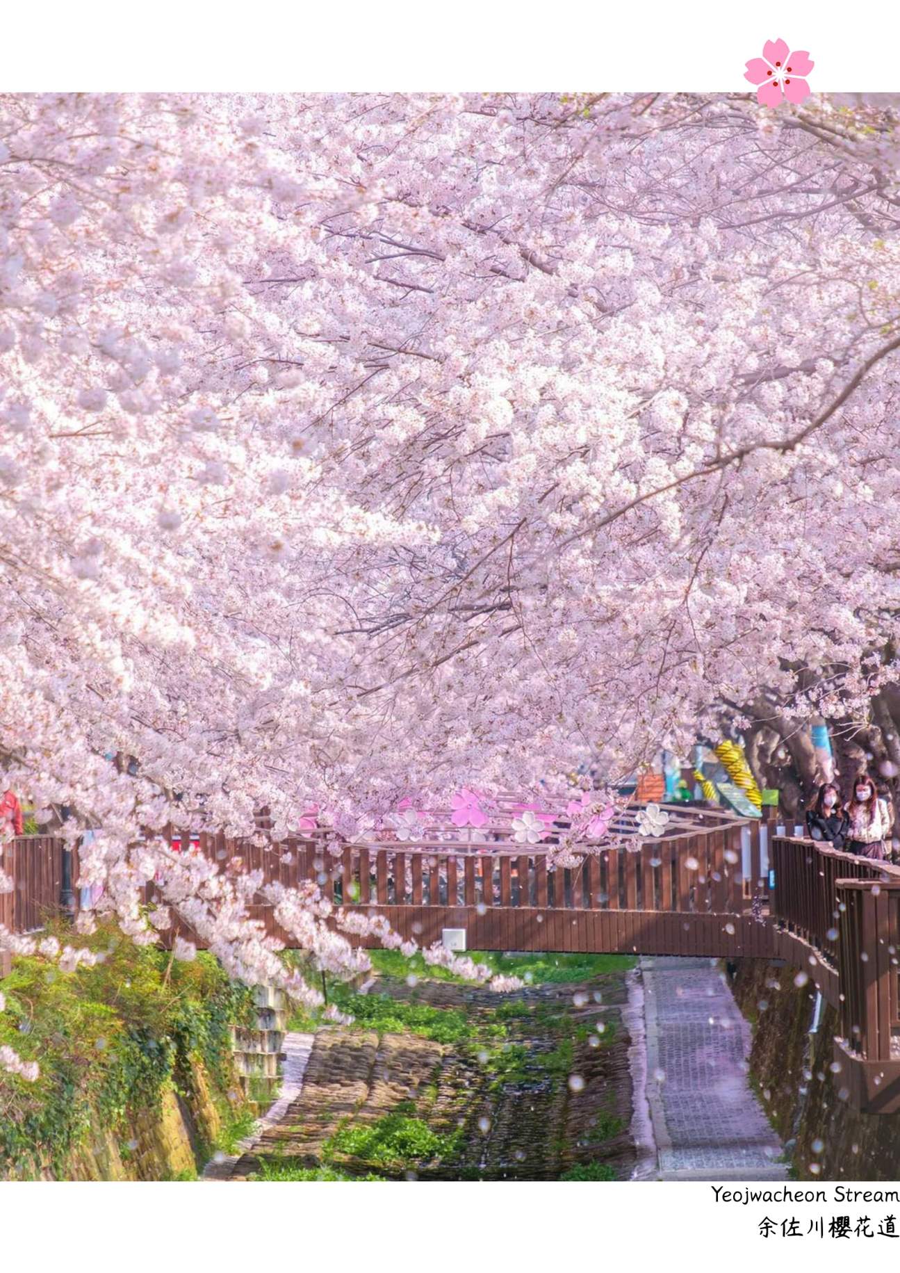 Jelajah Jinhae Cherry Blossom dari Busan - Klook Amerika Syarikat