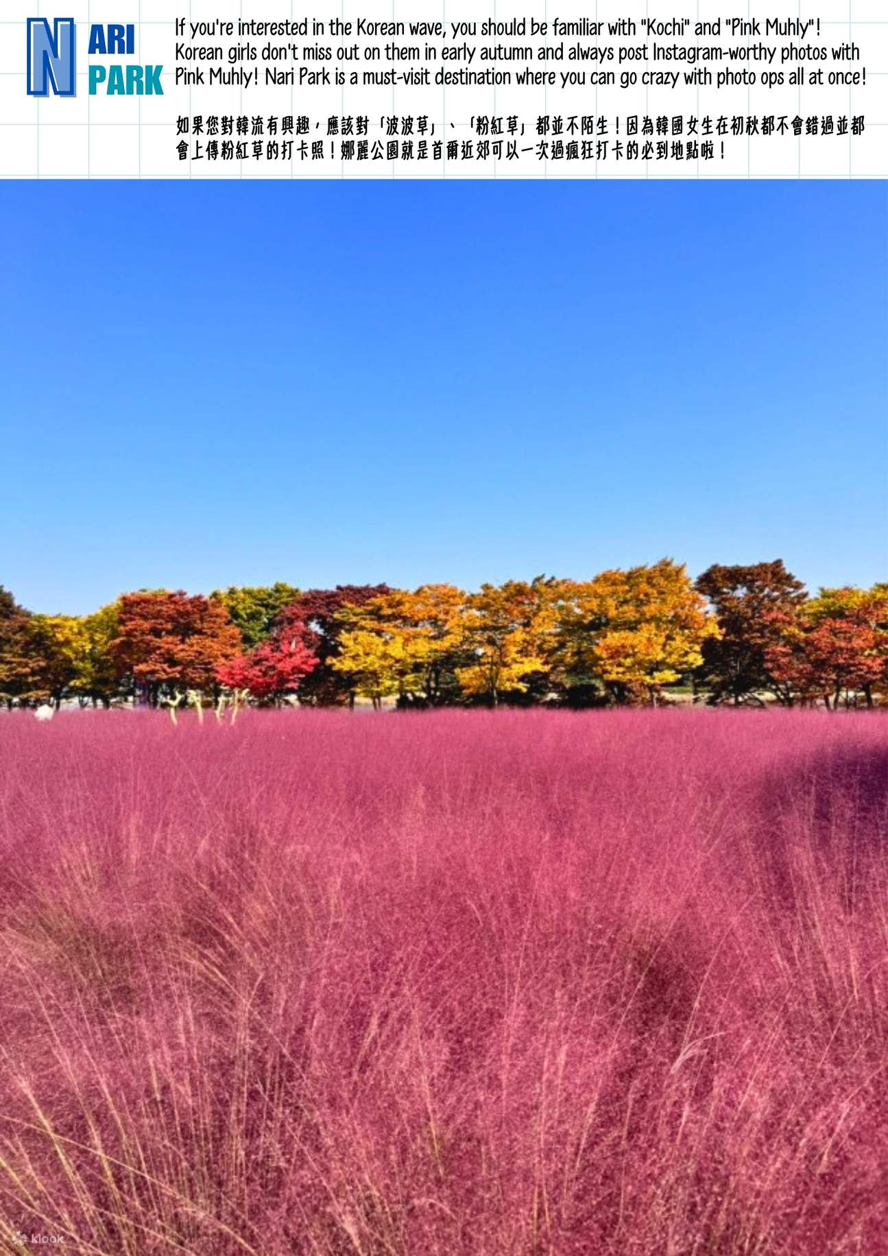 Kochia Scoparia, Pink Muhly Grass, & Dumulmeori Half Day Tour - Klook ...