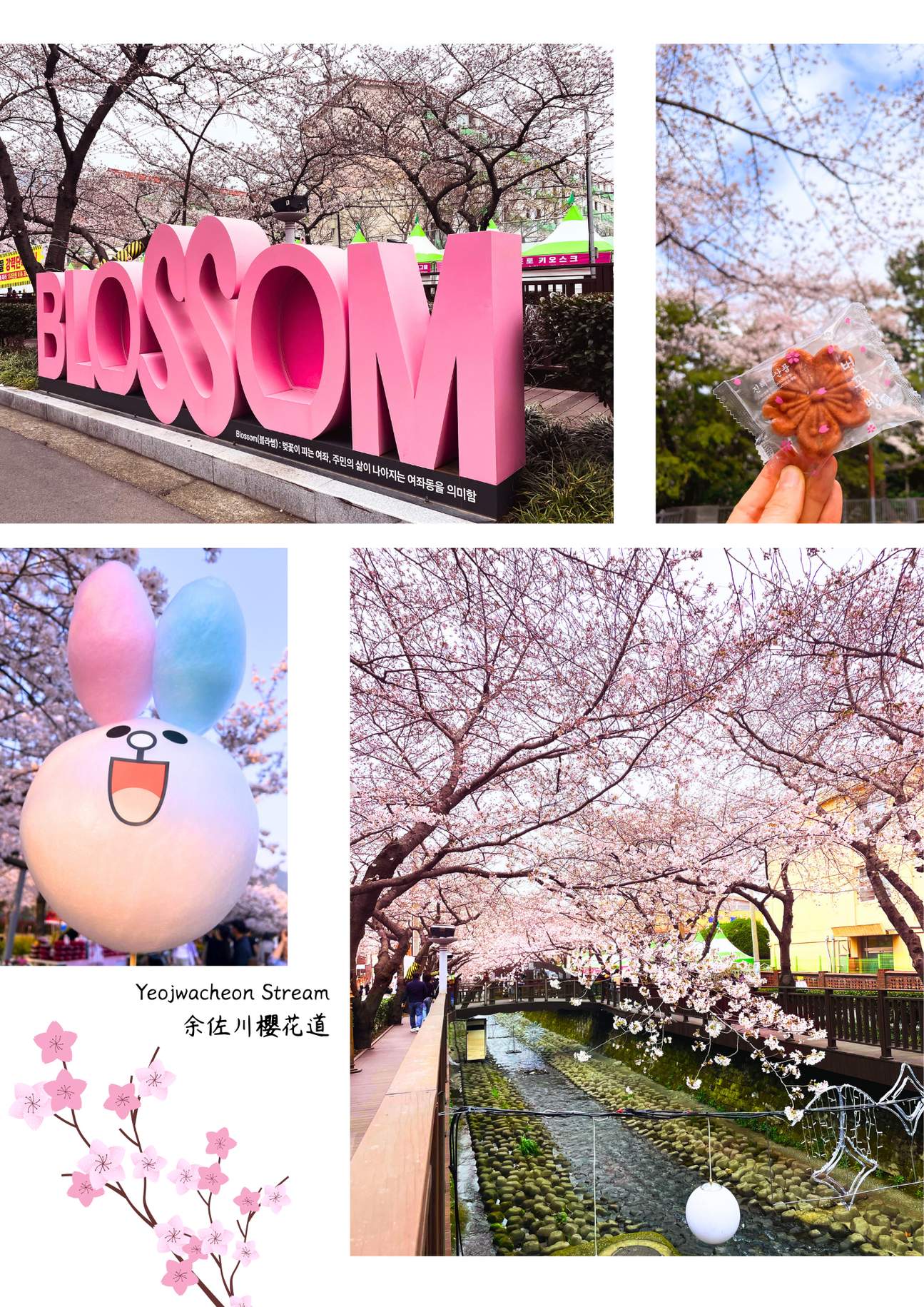 Jelajah Jinhae Cherry Blossom dari Busan - Klook Amerika Syarikat