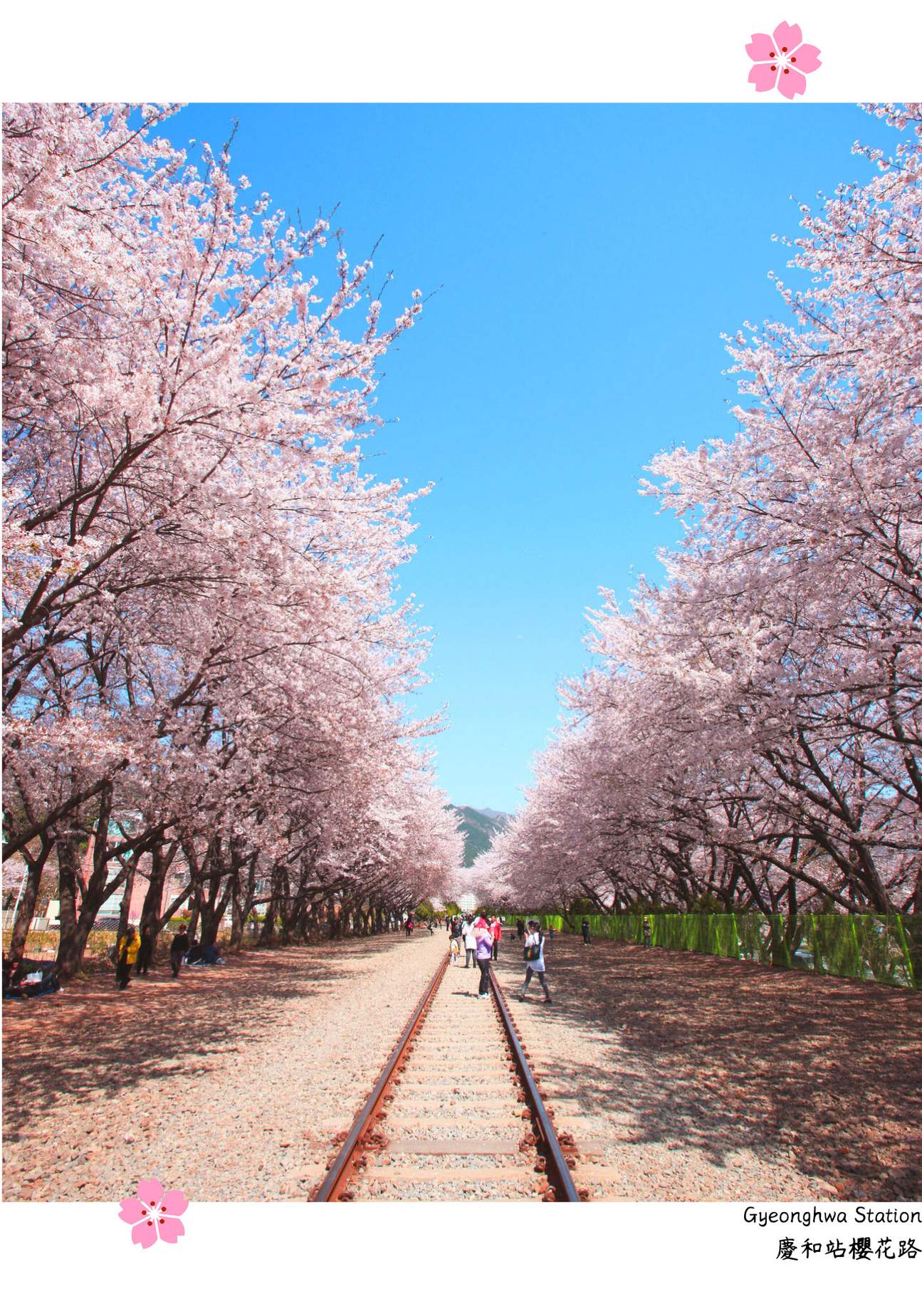 Jinhae Cherry Blossom Tour from Busan - Klook Philippines