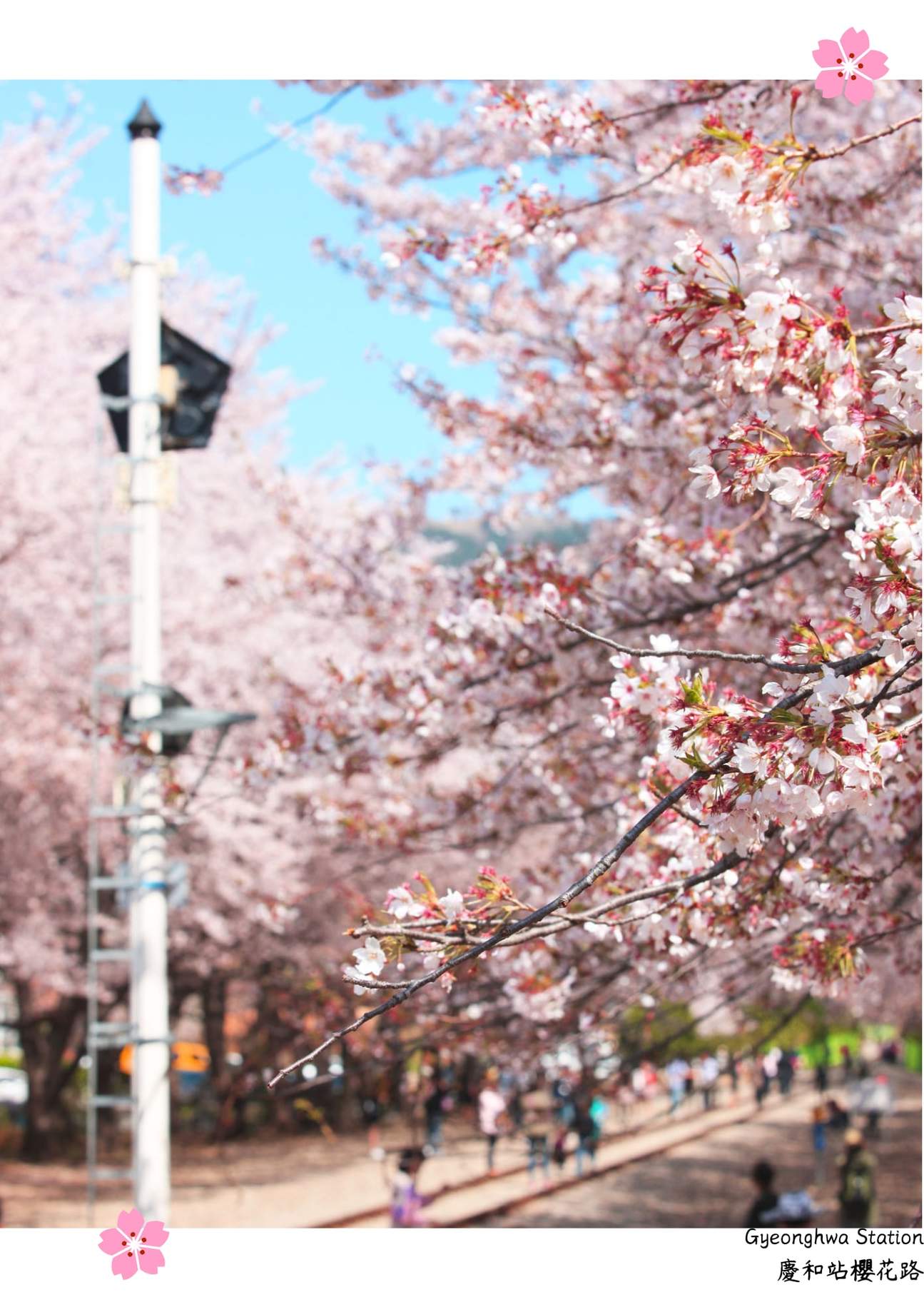 Jelajah Jinhae Cherry Blossom dari Busan - Klook Amerika Syarikat