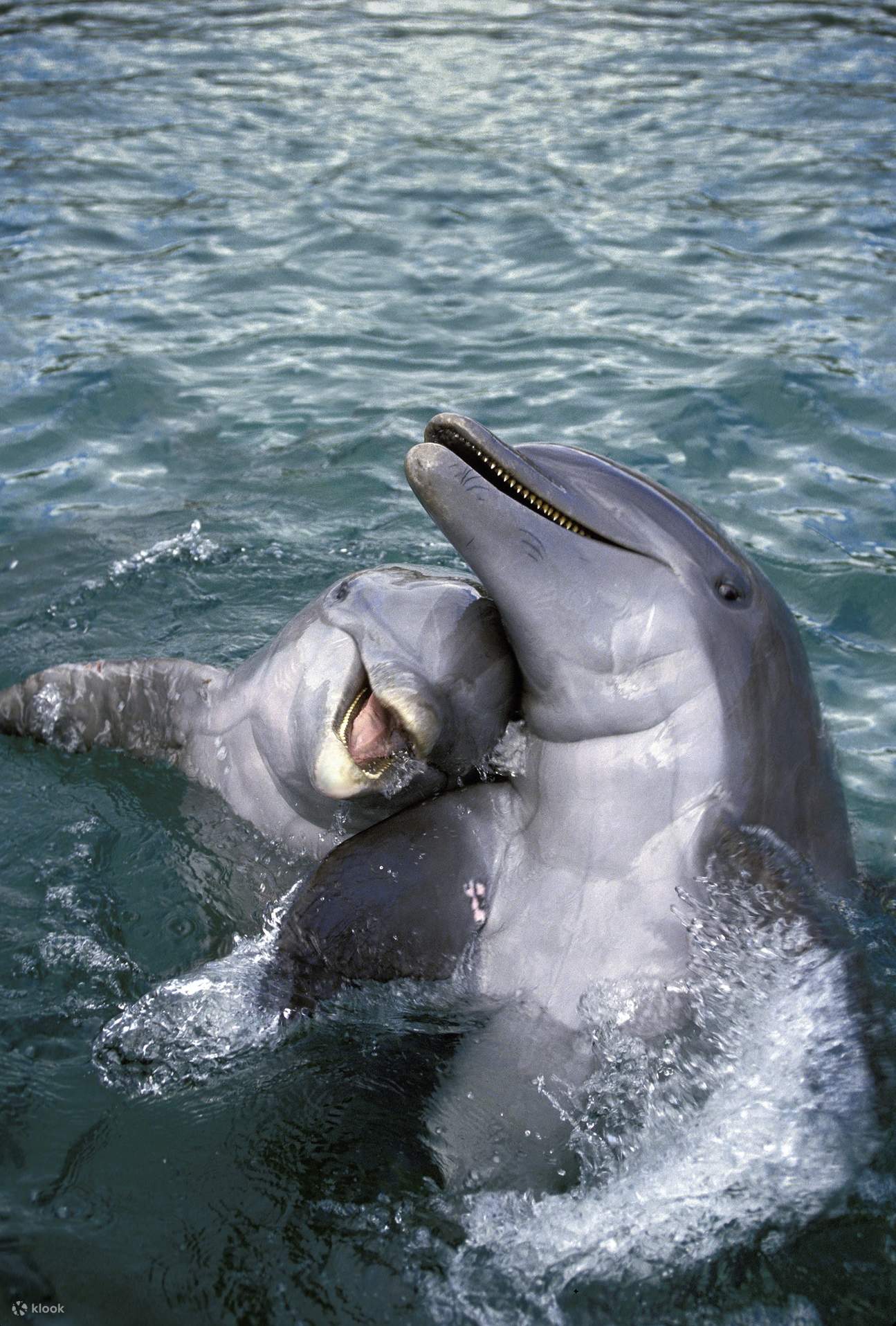 Dolphin House Snorkeling Trip from Hurghada - Klook United Kingdom