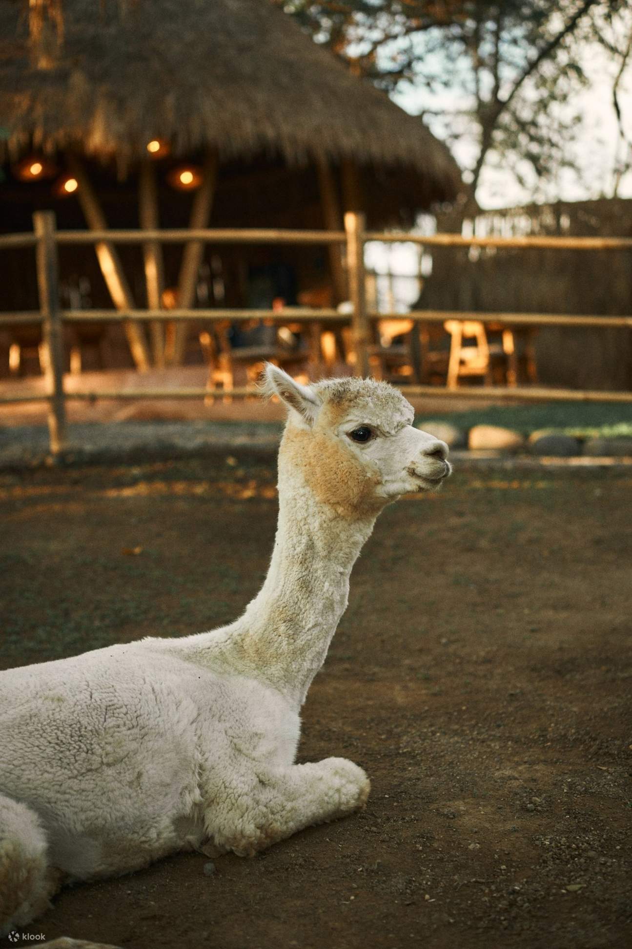 Pacha Alpaca Ticket in Nuanu Creative City Bali - Klook India