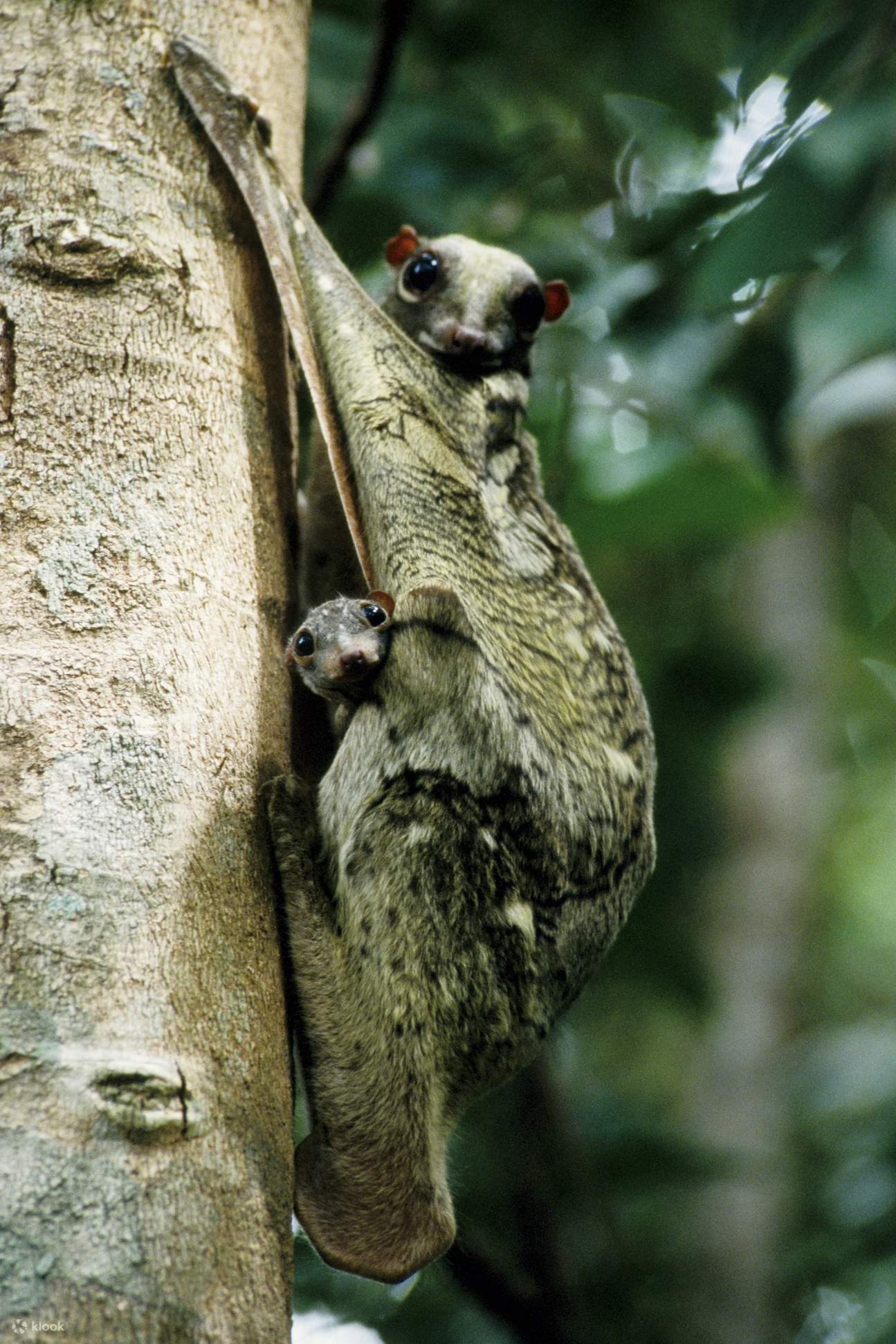 Evening Rainforest Join-In Tour with Hotel Transfer - Langkawi ...