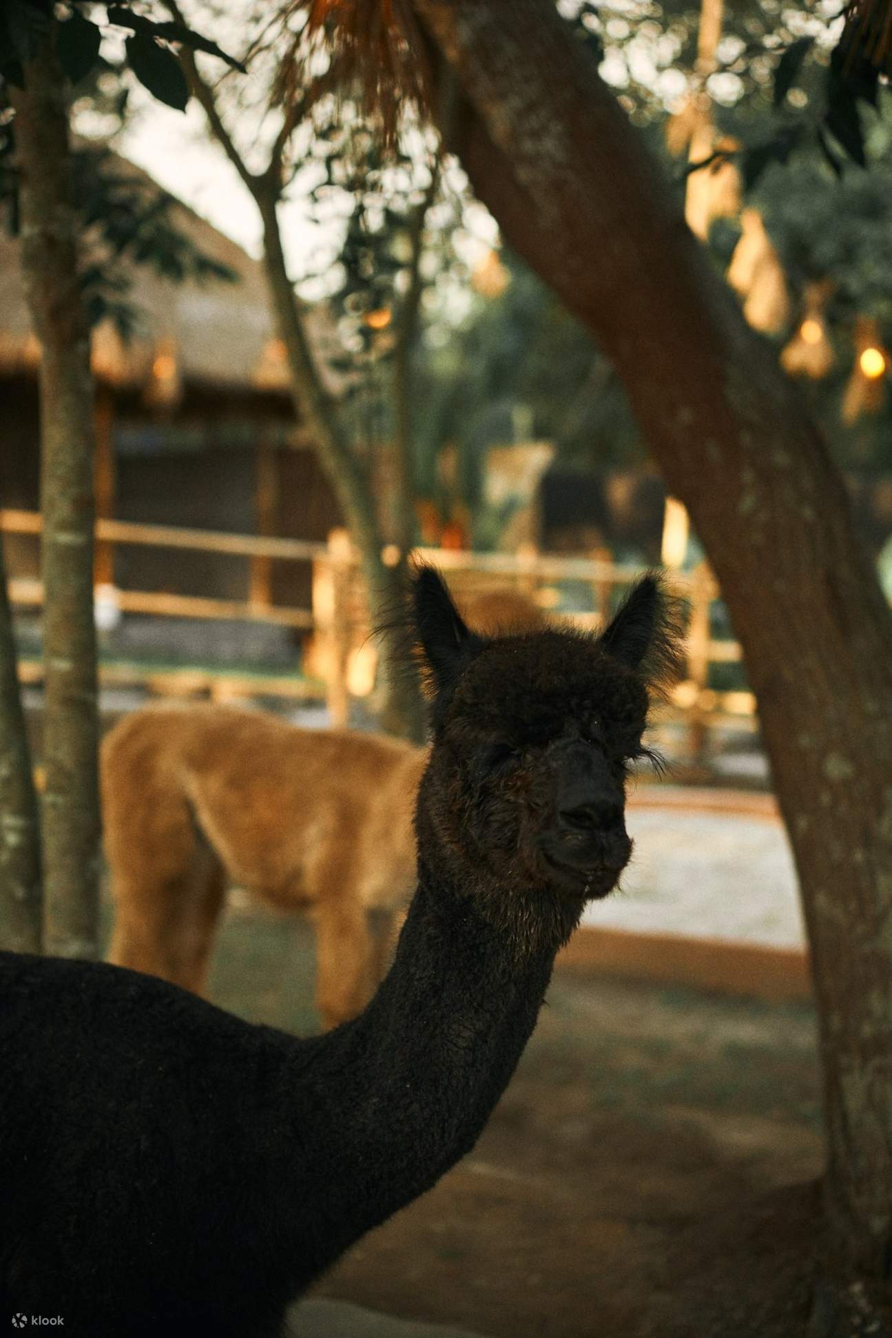 Pacha Alpaca Ticket in Nuanu Creative City Bali - Klook India