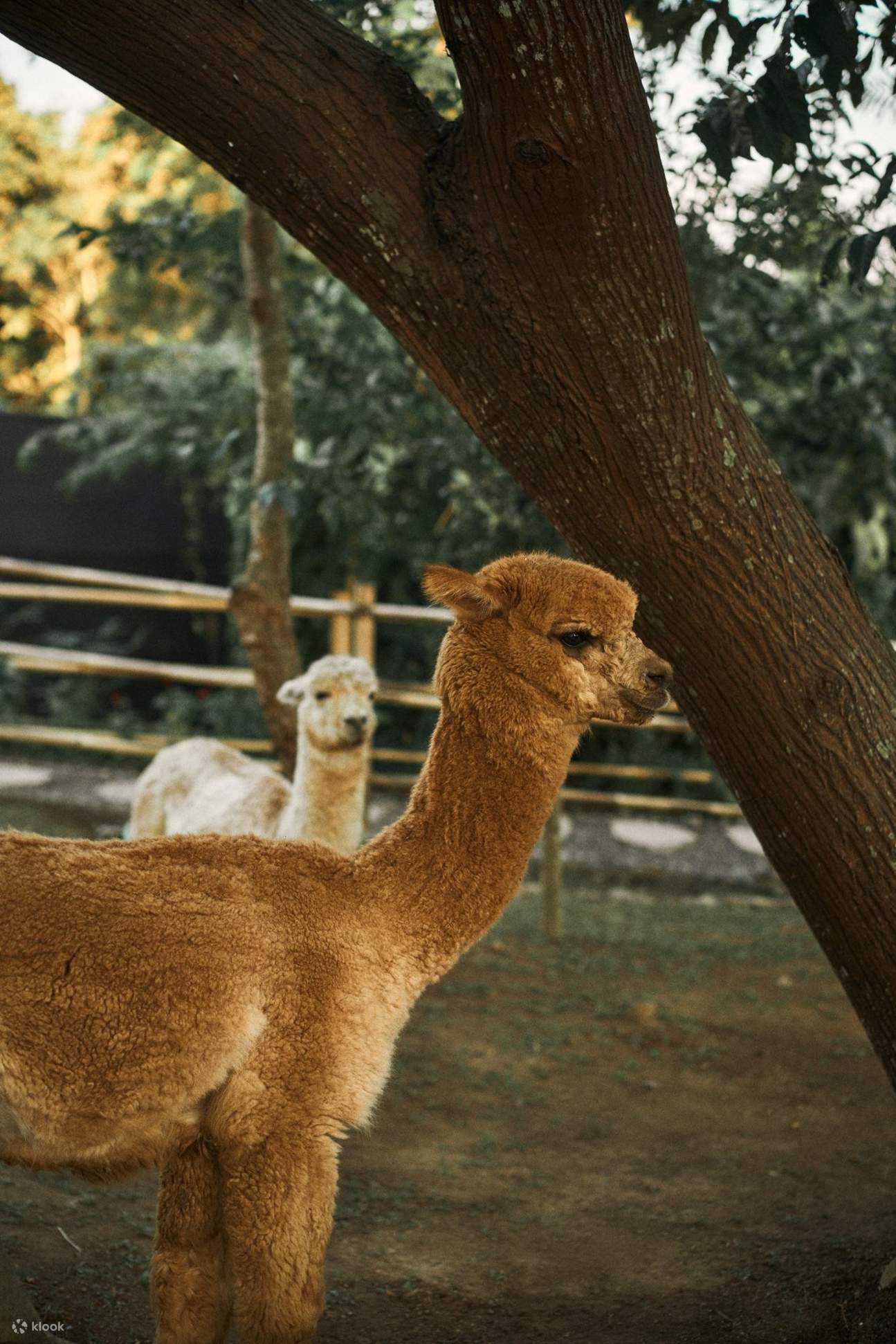 Pacha Alpaca Ticket in Nuanu Creative City Bali - Klook India