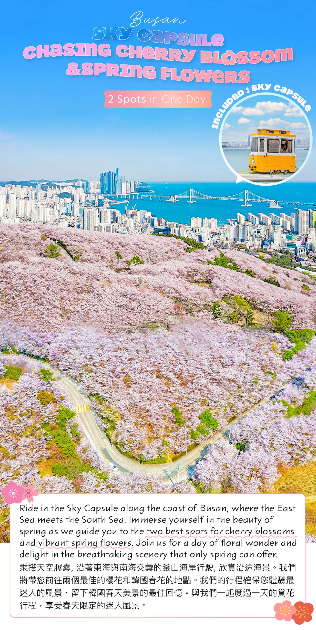 Chasing Cherry Blossoms Tour from Busan - Klook