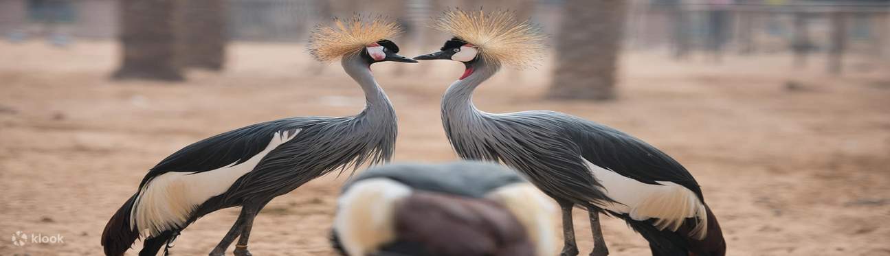 Emirates Park Zoo Ticket - Klook India