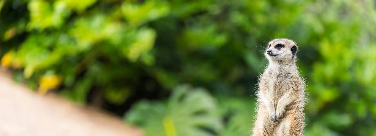 Auckland Zoo Admission Ticket in Auckland, New Zealand - Klook